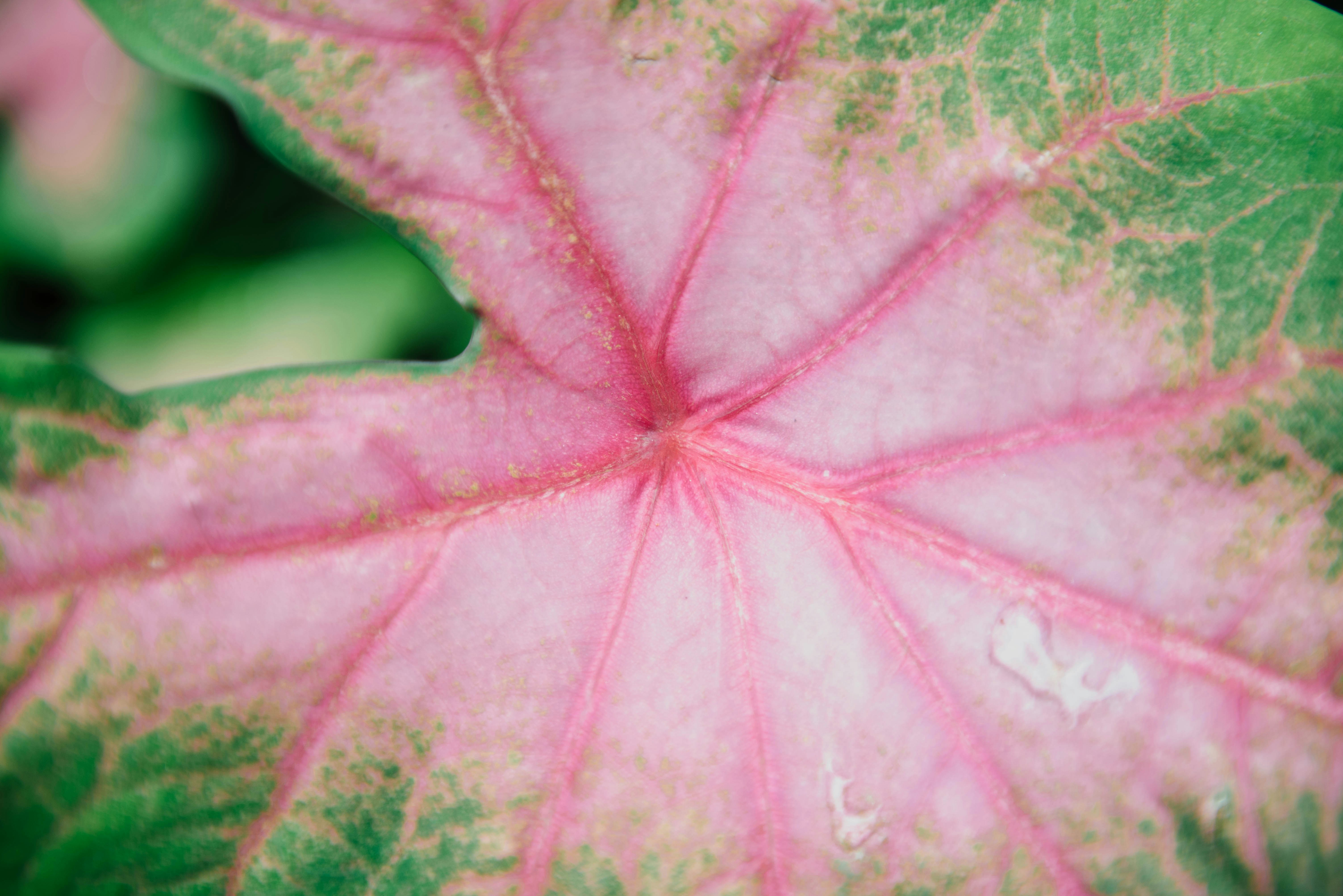 Intricate details of a colorful leaf showcasing vibrant pink veins against a lush green backdrop.