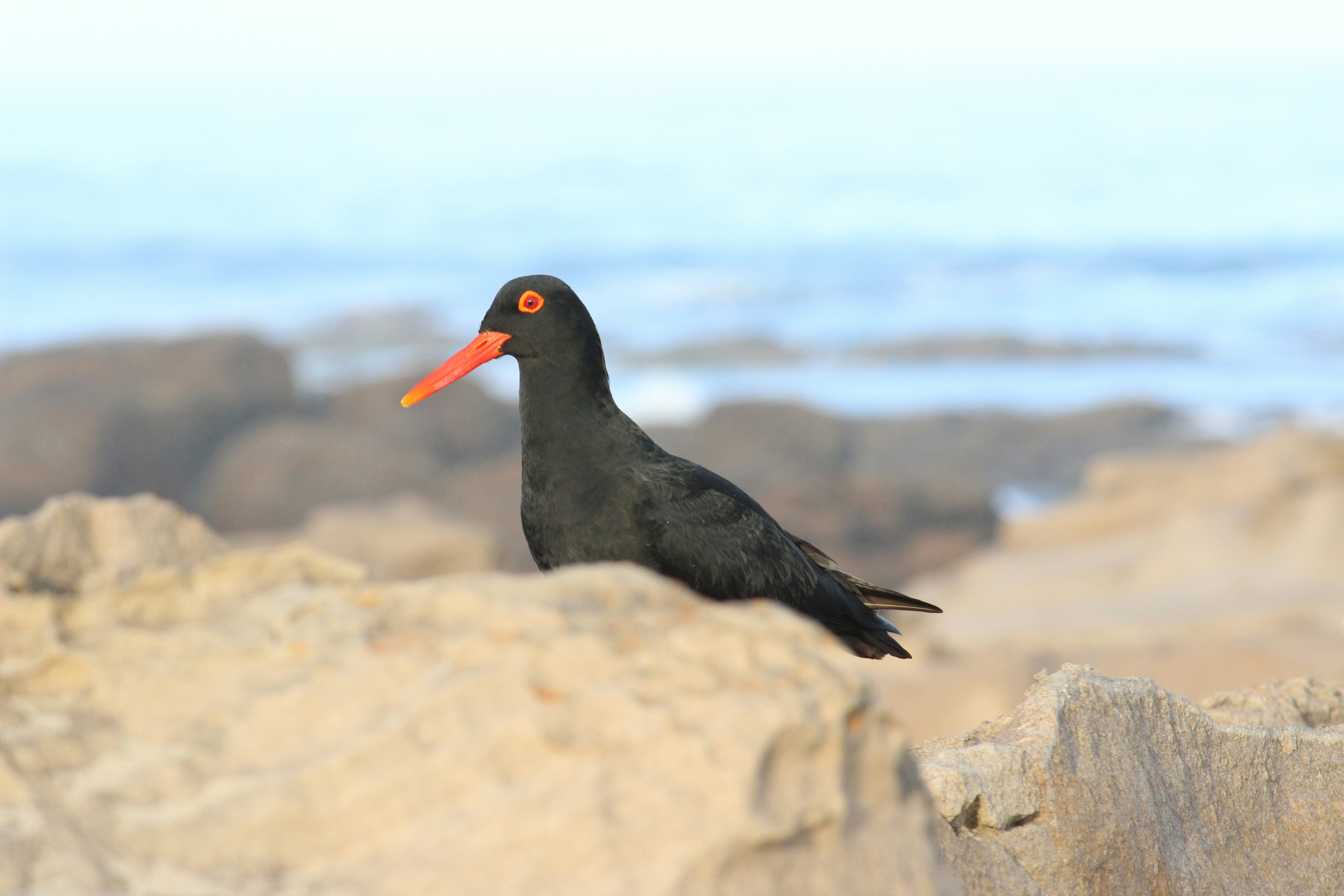 A black oystercatcher perched on a rocky shore, its bright orange bill contrasting against the muted colors of the landscape. The ocean is softly blurred in the background.