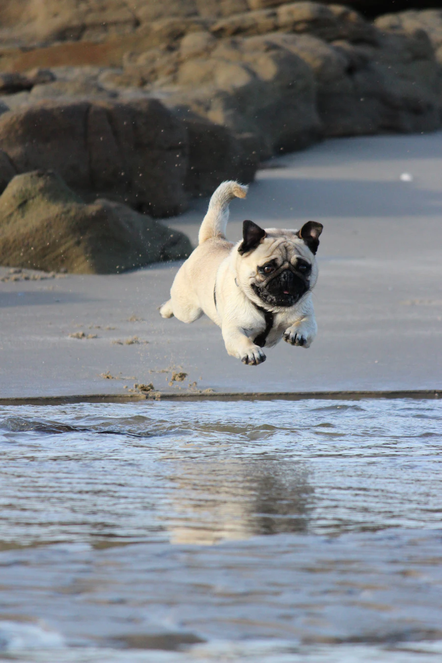 A pug leaps joyfully above wet sand near the shoreline, with rocks blurred in the background and water rippling in the foreground.