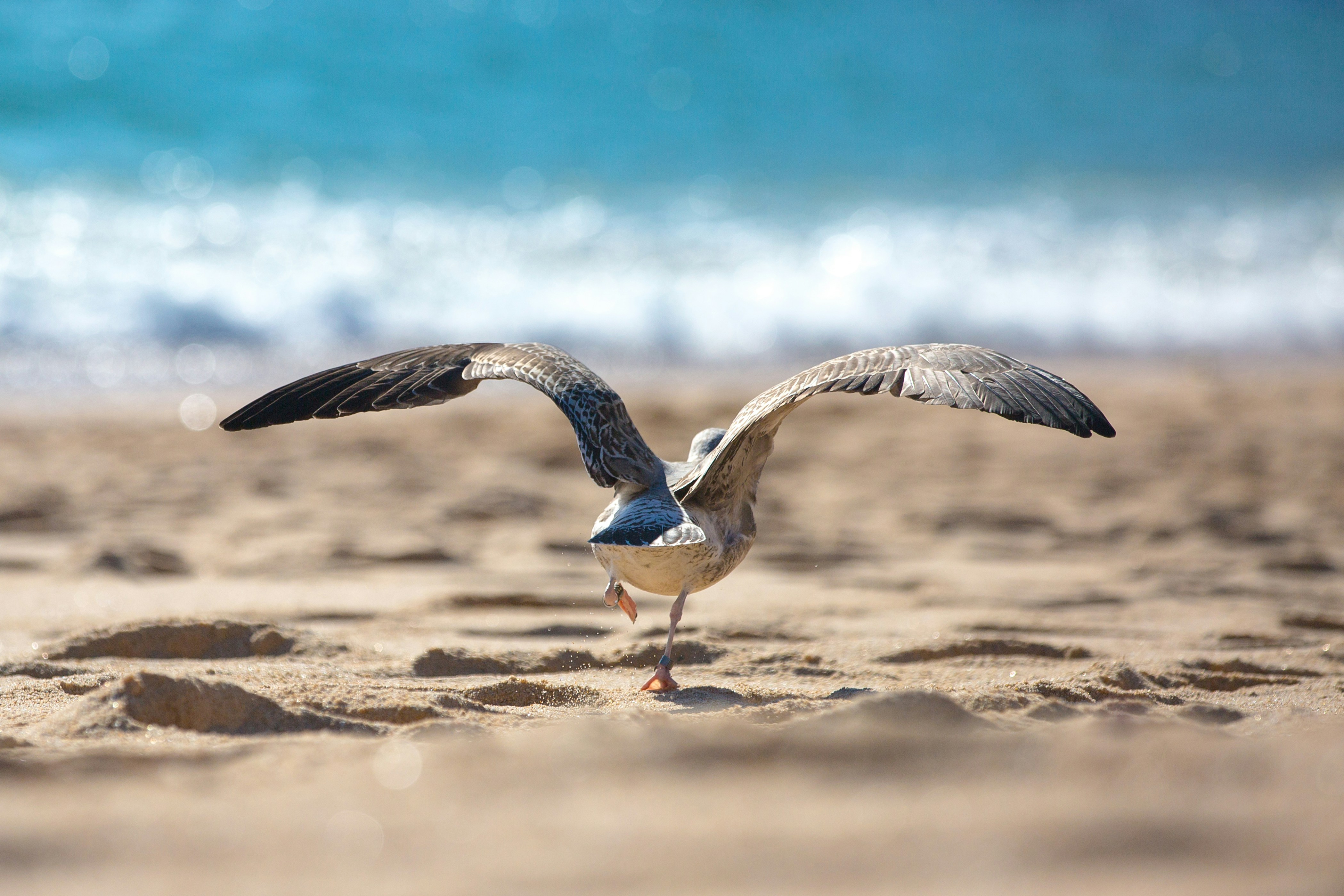 Seagull spreading its wings on a sandy beach with ocean waves in the background.