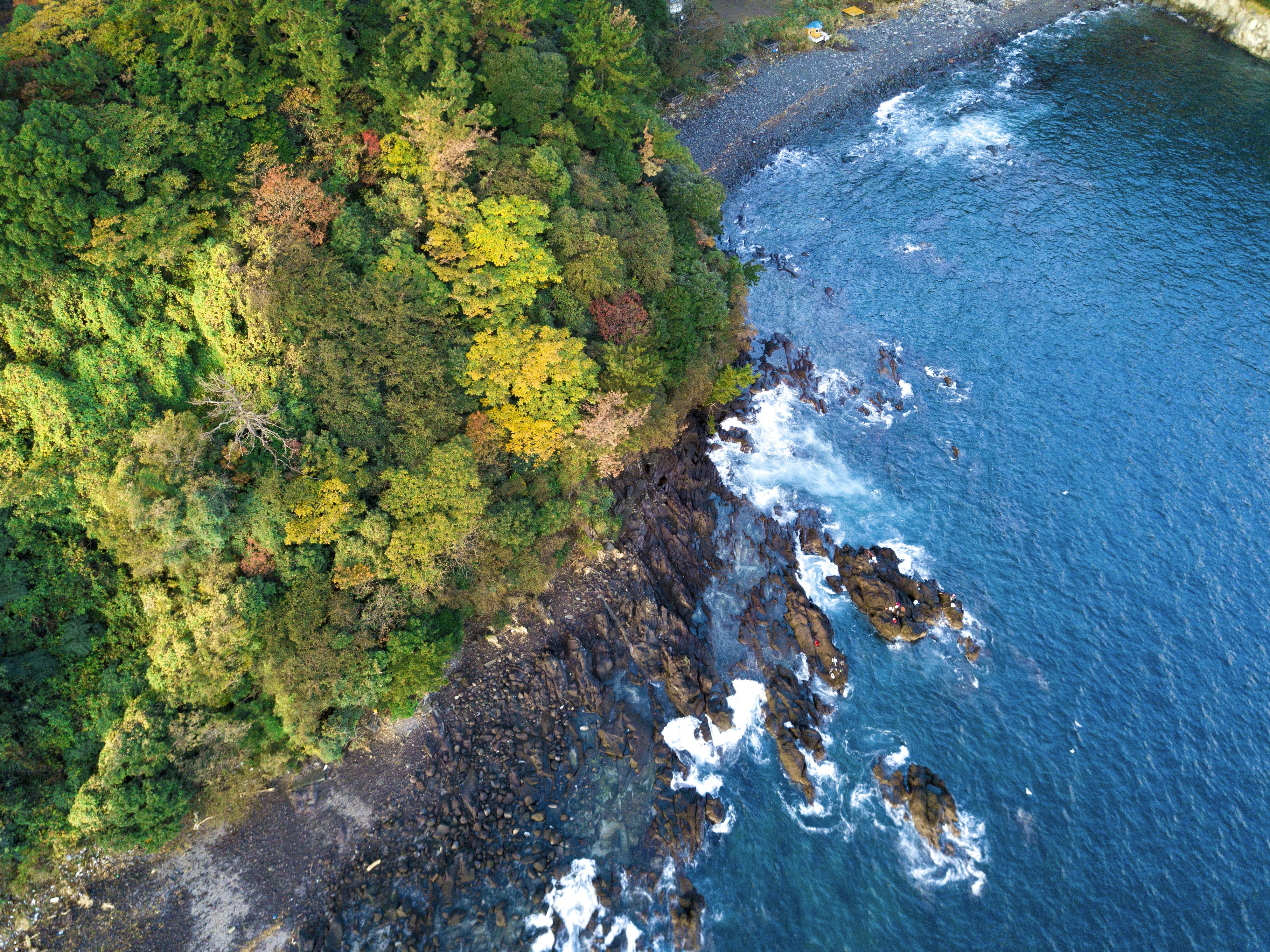Lush green forest meets rocky coastline with vivid blue ocean waves crashing ashore.