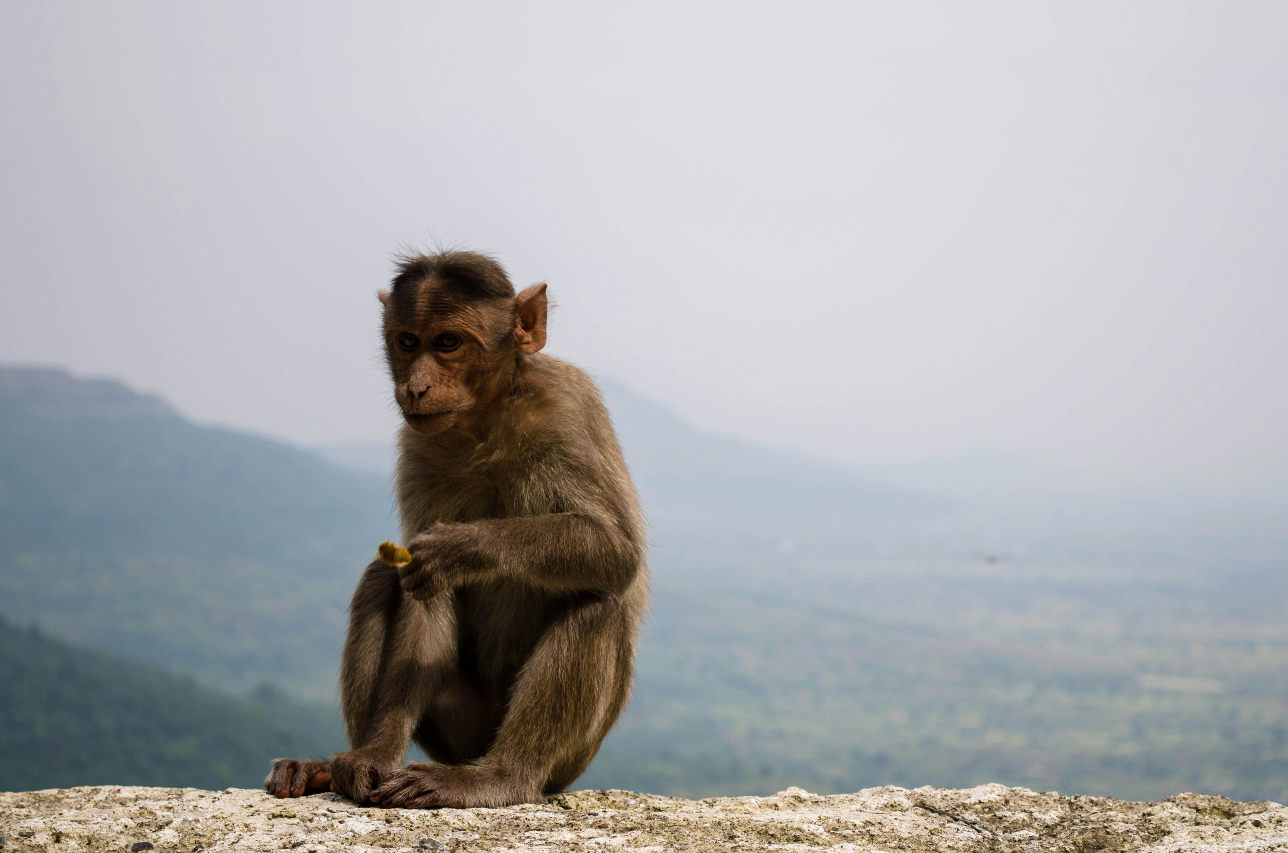 A Moment of Solitude: The Reflective Rhesus