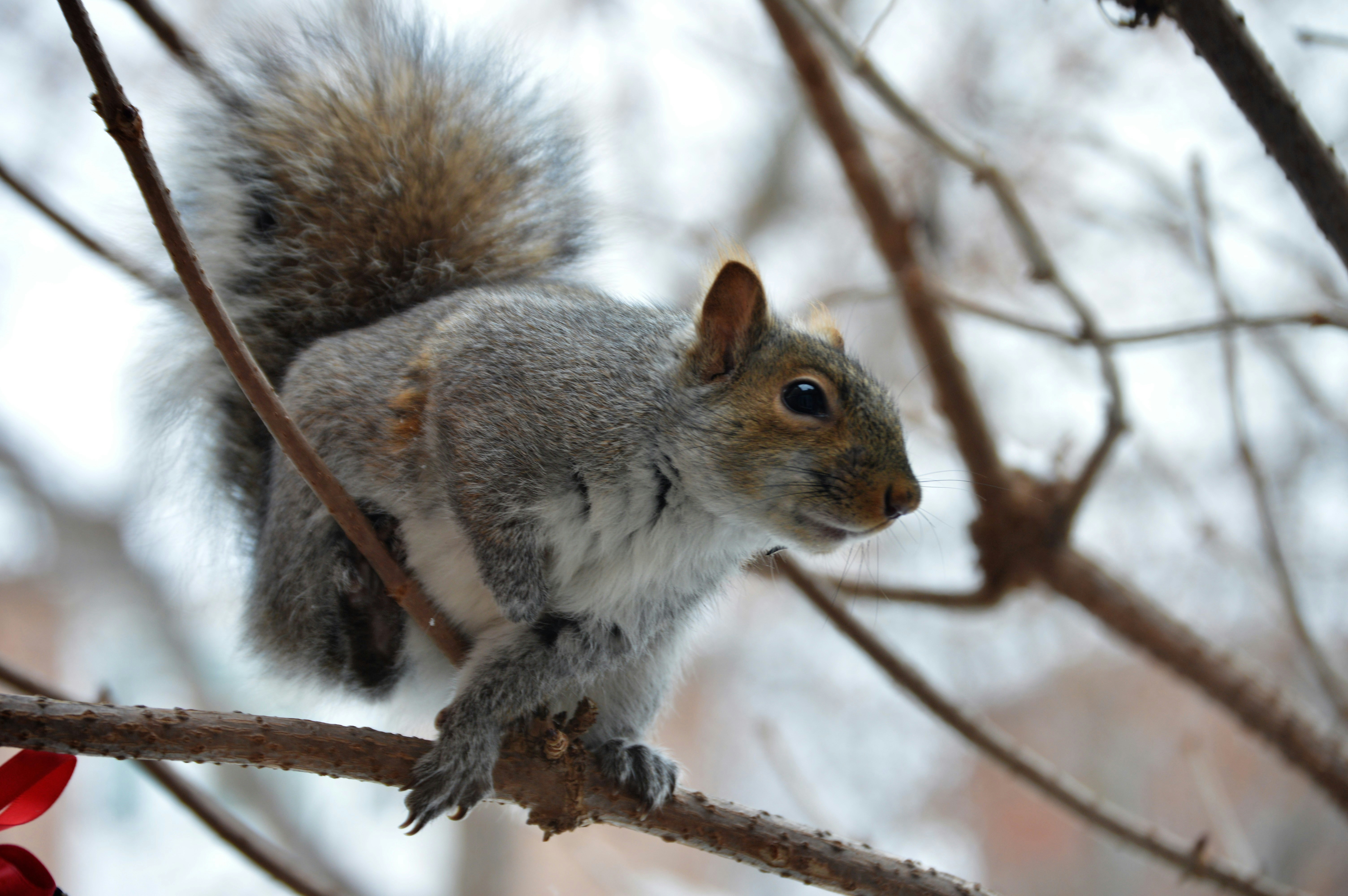 Foto Animal gris y marrón en la rama de un árbol – Imagen Animal gratis ...