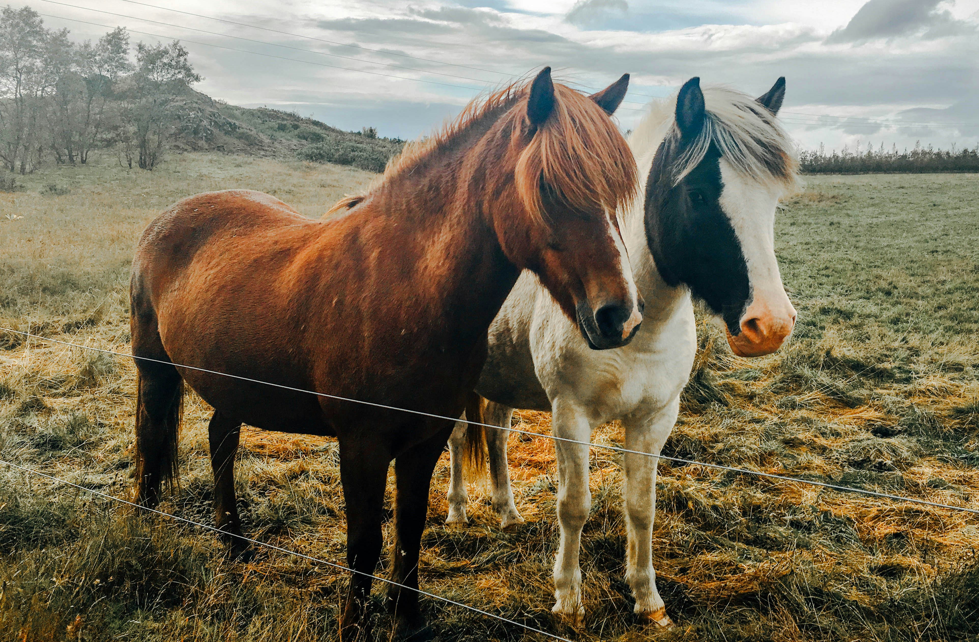 500+ Pony Pictures [HD] | Download Free Images on Unsplash