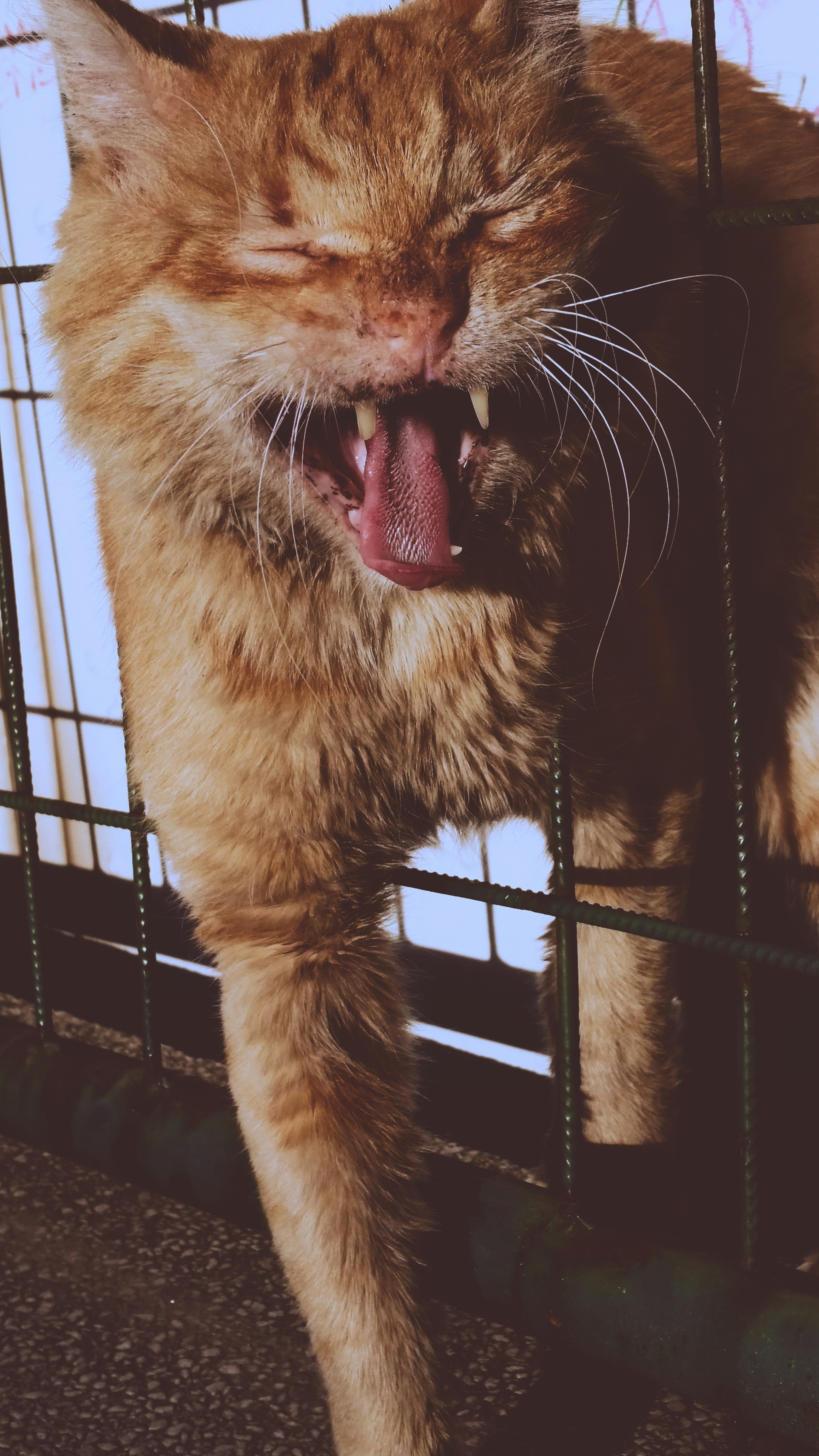 Ginger Feline's Morning YawnMuhammed Kara