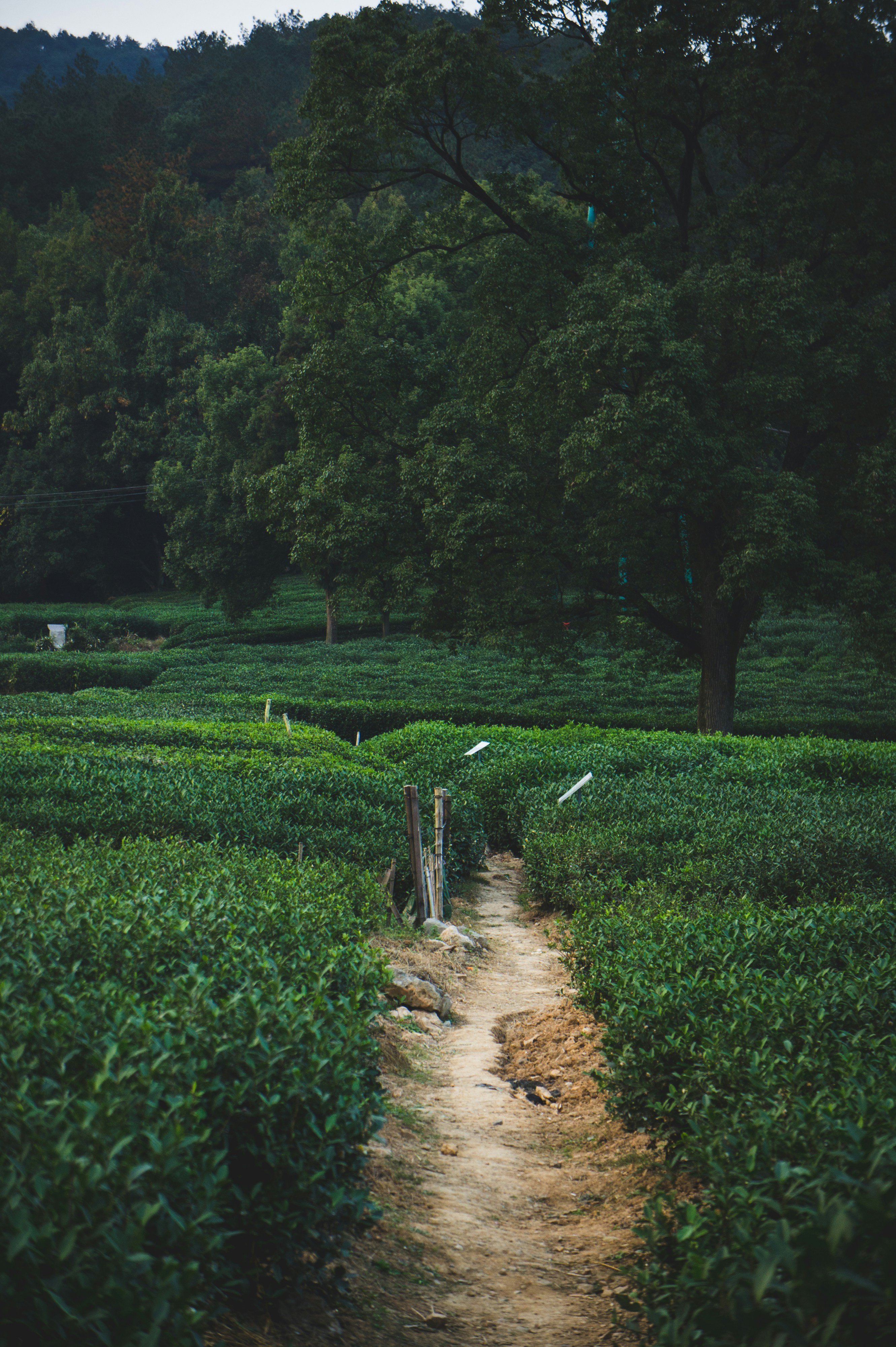 A photograph of a dirt path winding through tea hedges toward a large tree, creating depth and a tranquil mood.