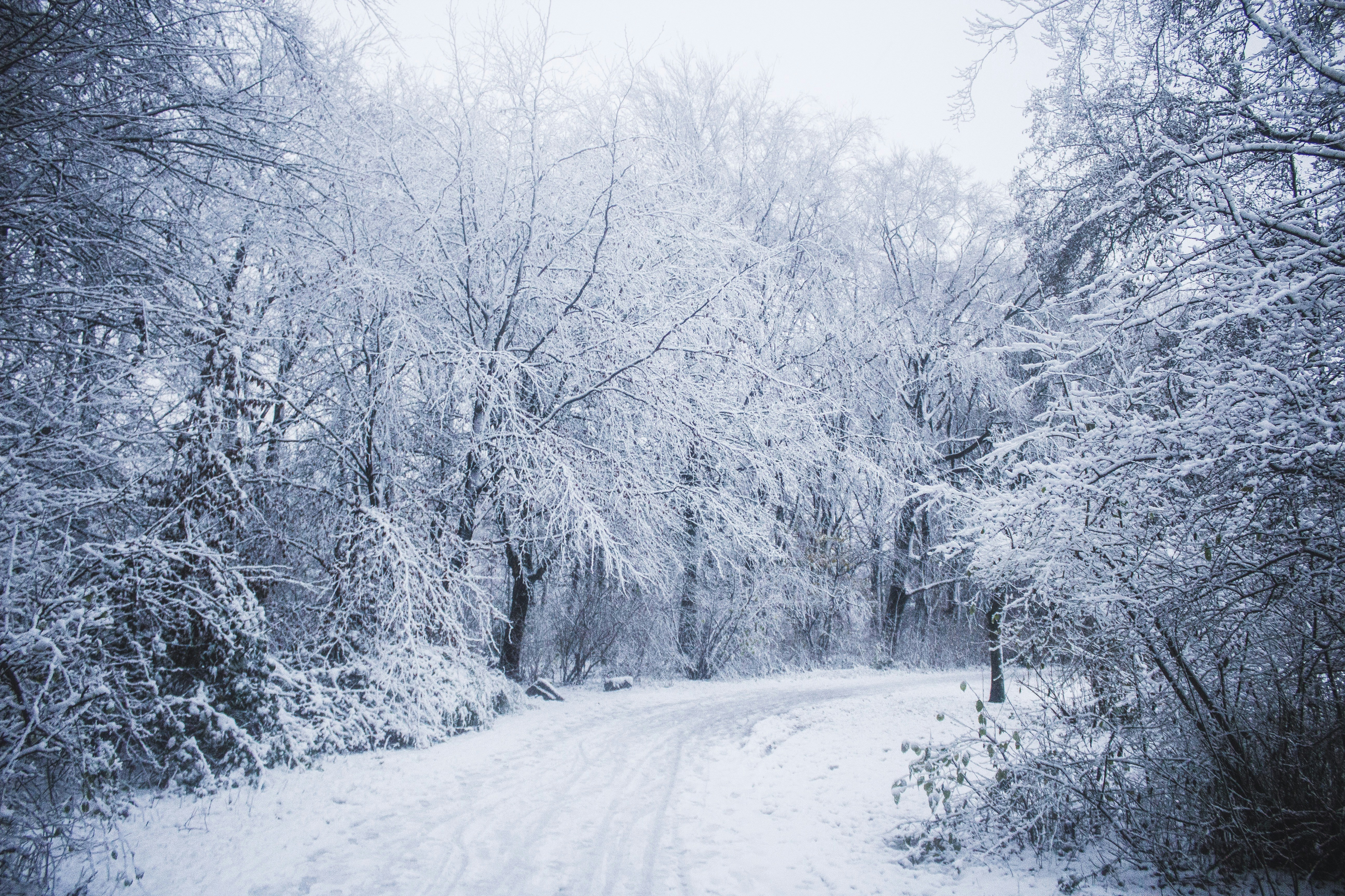 The Snow Show Pt.1:

What’s the first thing you do when you wake up in December? Yes - check for snowfall. Waited for 5 hours before the snow stopped but went out immediately after the last flake fell. Went over to the park, around the first corner and saw this. Magic! | snow covered road between trees