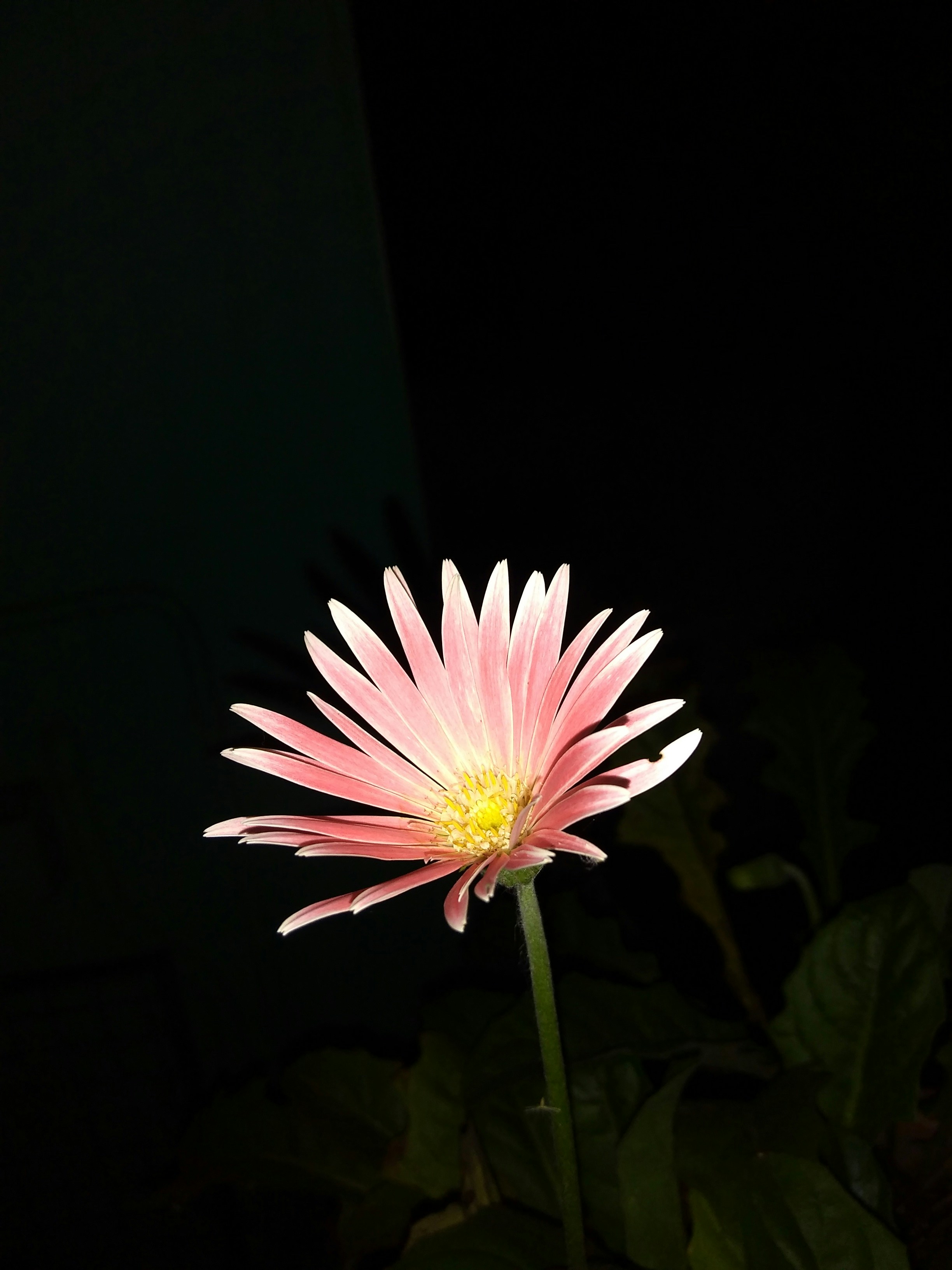 1000+ Night Flower Pictures | Download Free Images on Unsplash