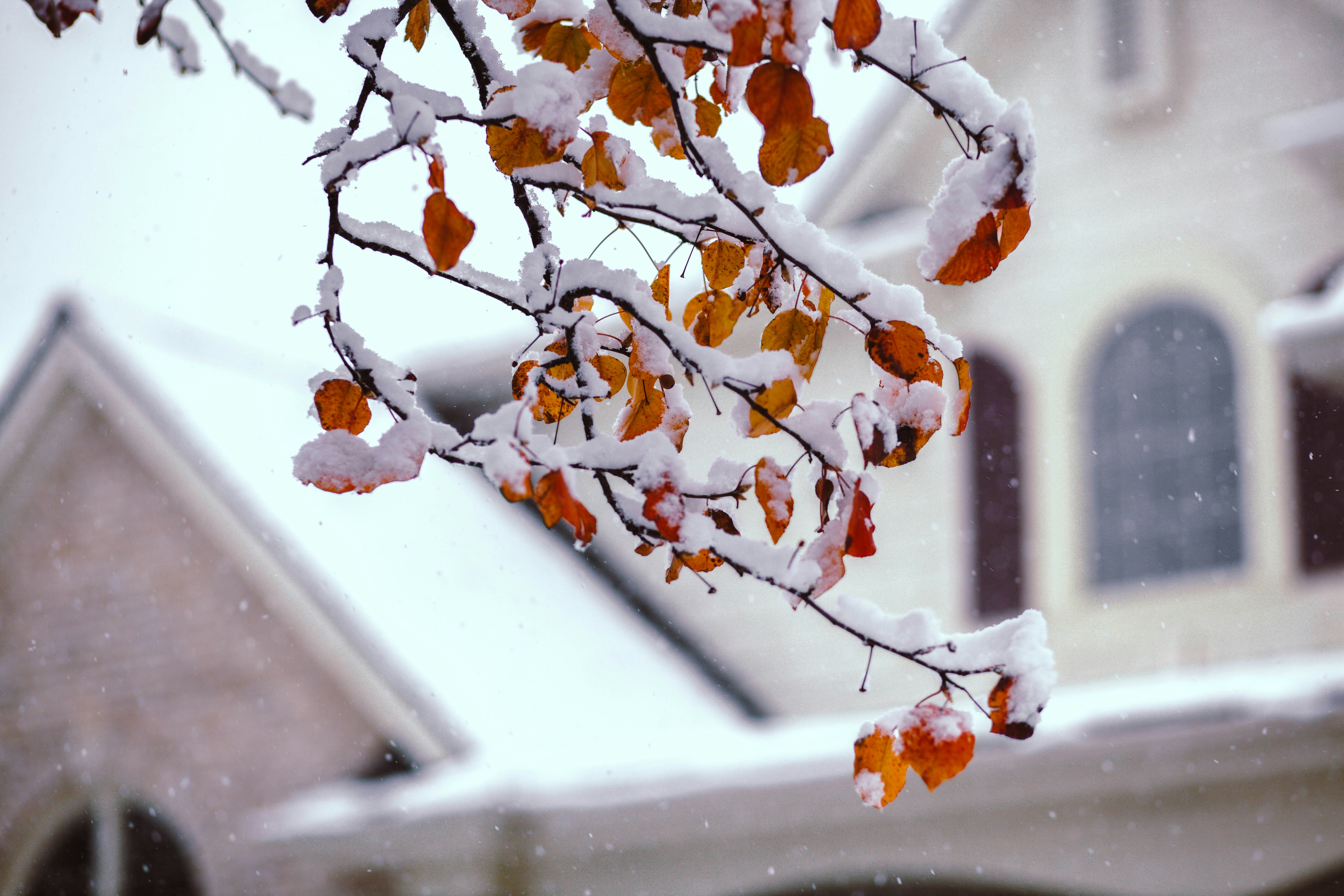 Branches adorned with snow and autumn leaves create a serene winter scene against a softly blurred house backdrop.