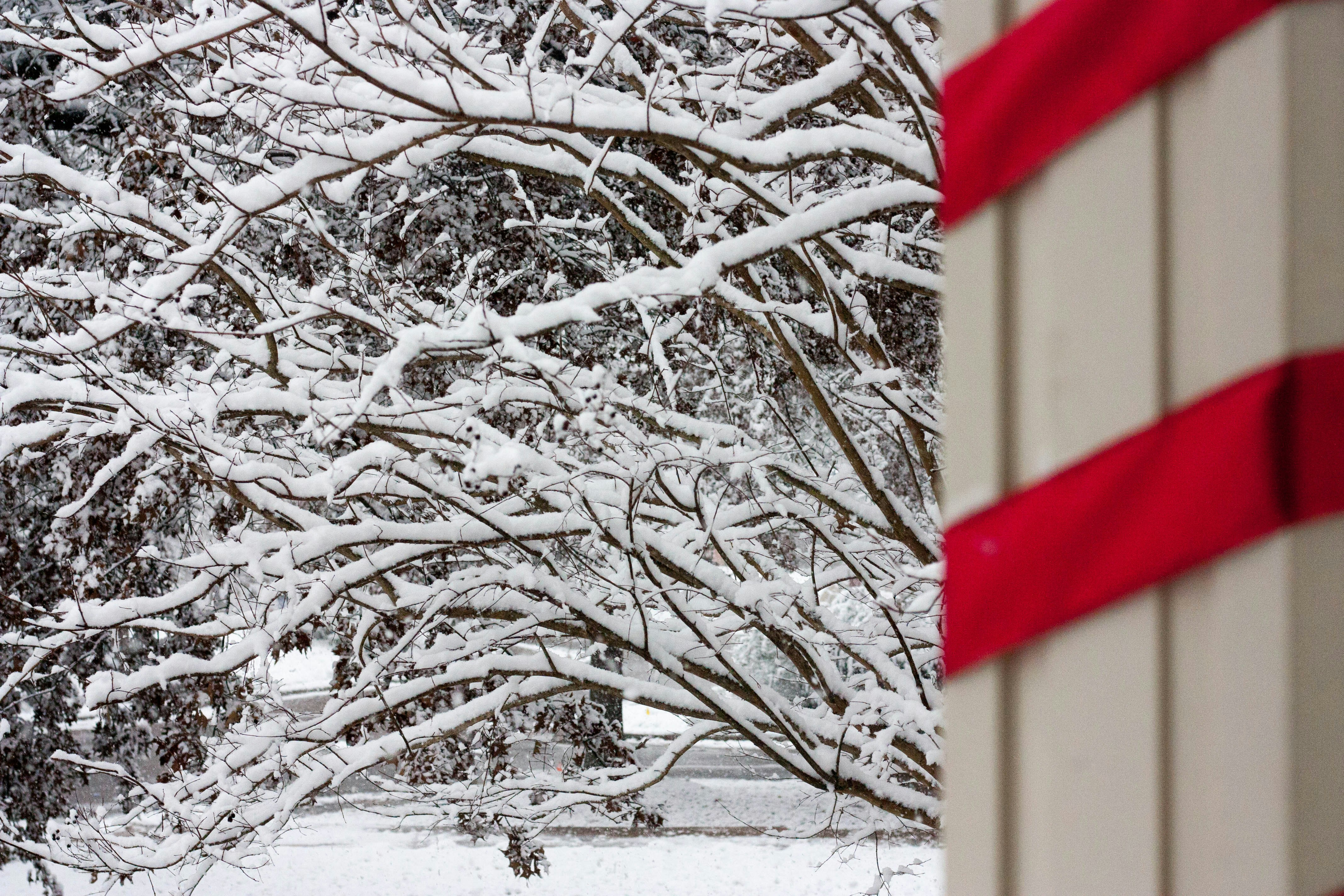 Snow-Burnished Branches Framing a Striped Structure
