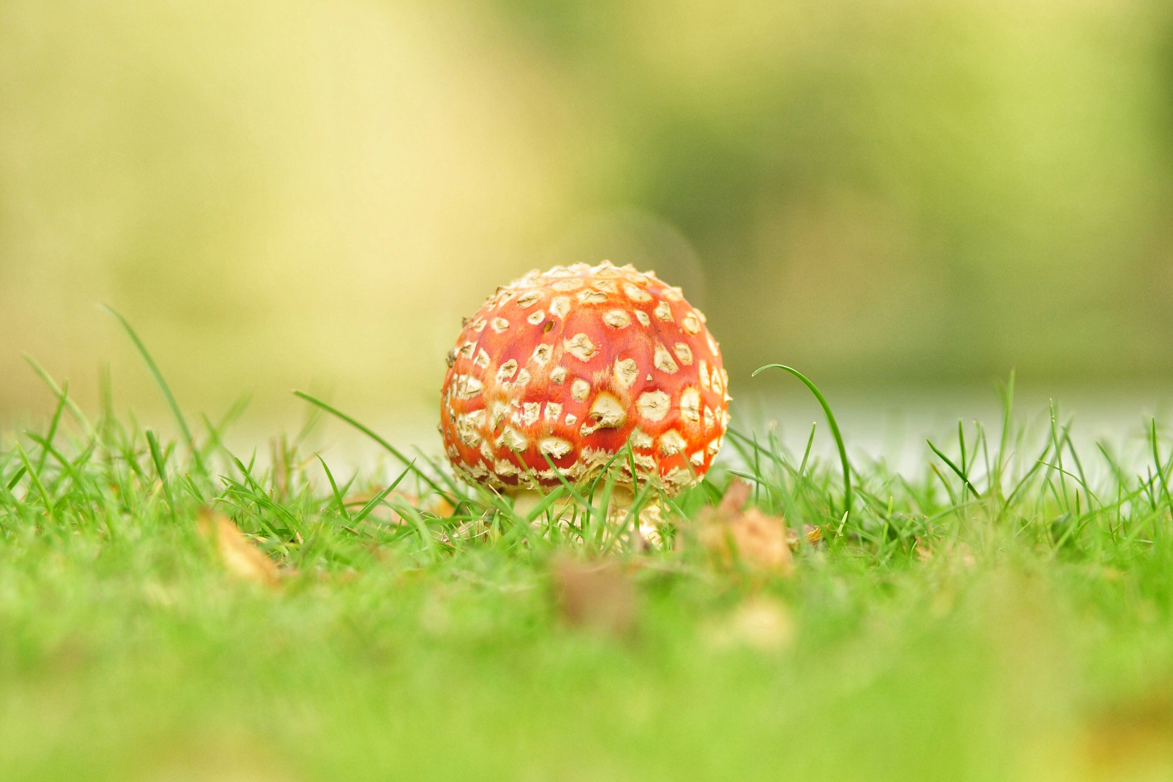 Red-capped Mushroom on a Gentle Field