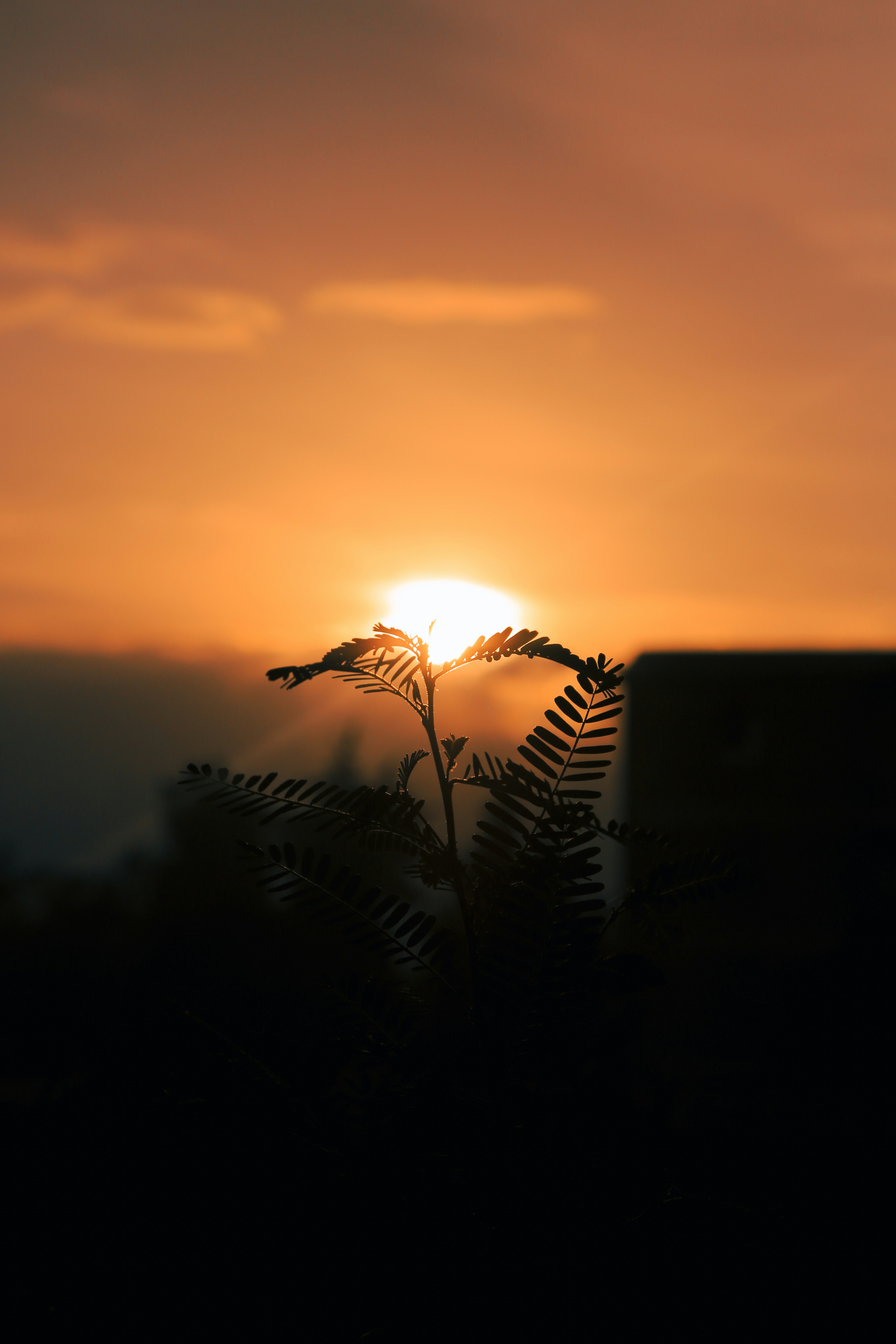 Morning Sunshine Pictures | Download Free Images on Unsplash