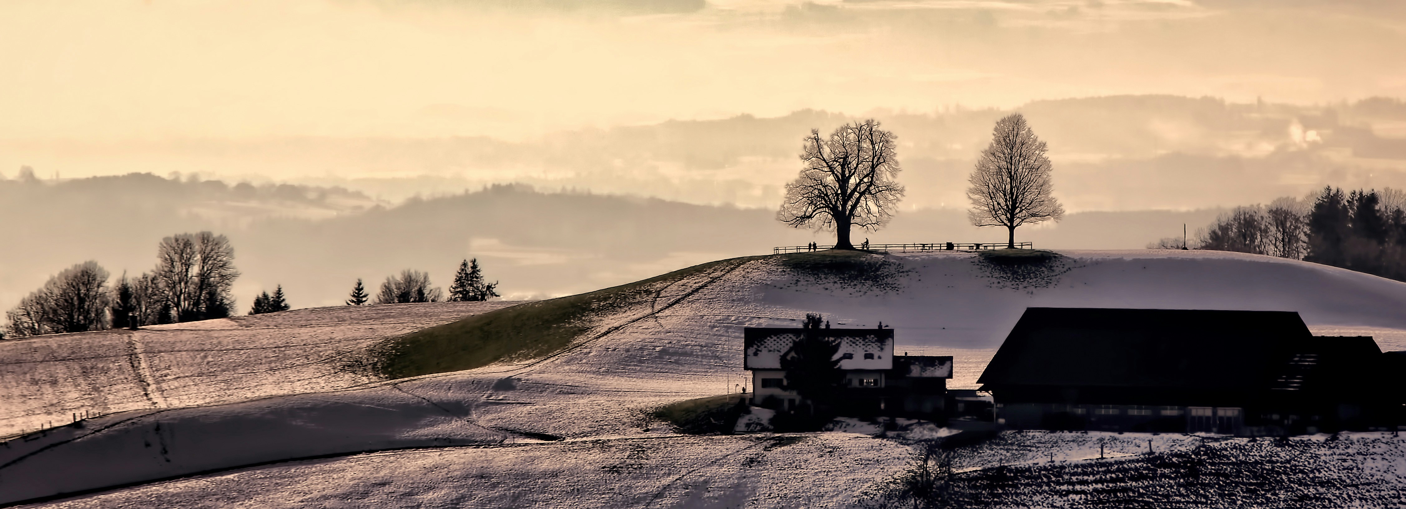 Dawn Crest: Two Trees Over a Quiet Snowfield