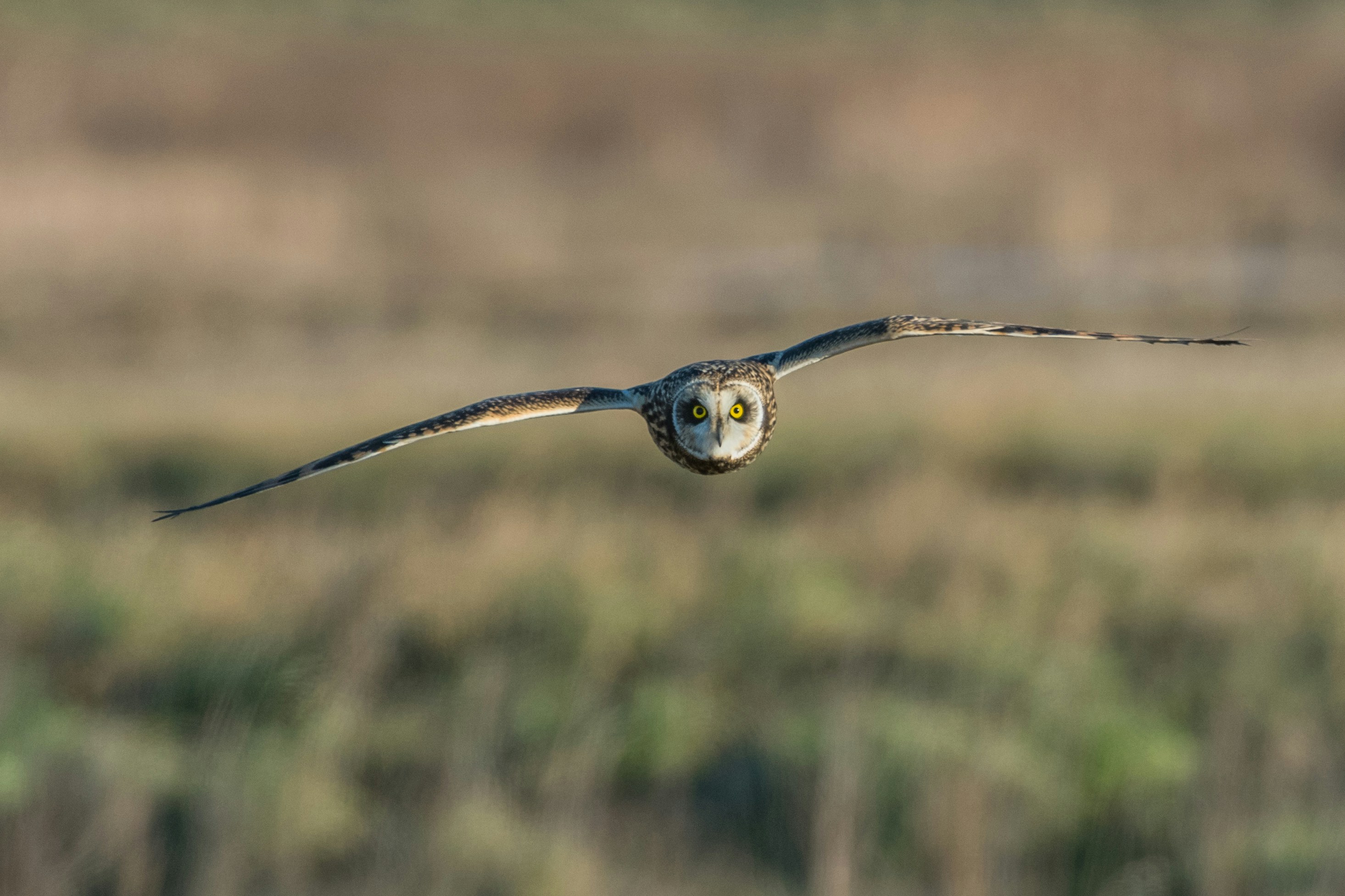 Fotografía panorámica de búhos volando foto – Imagen de Animal gratuita ...