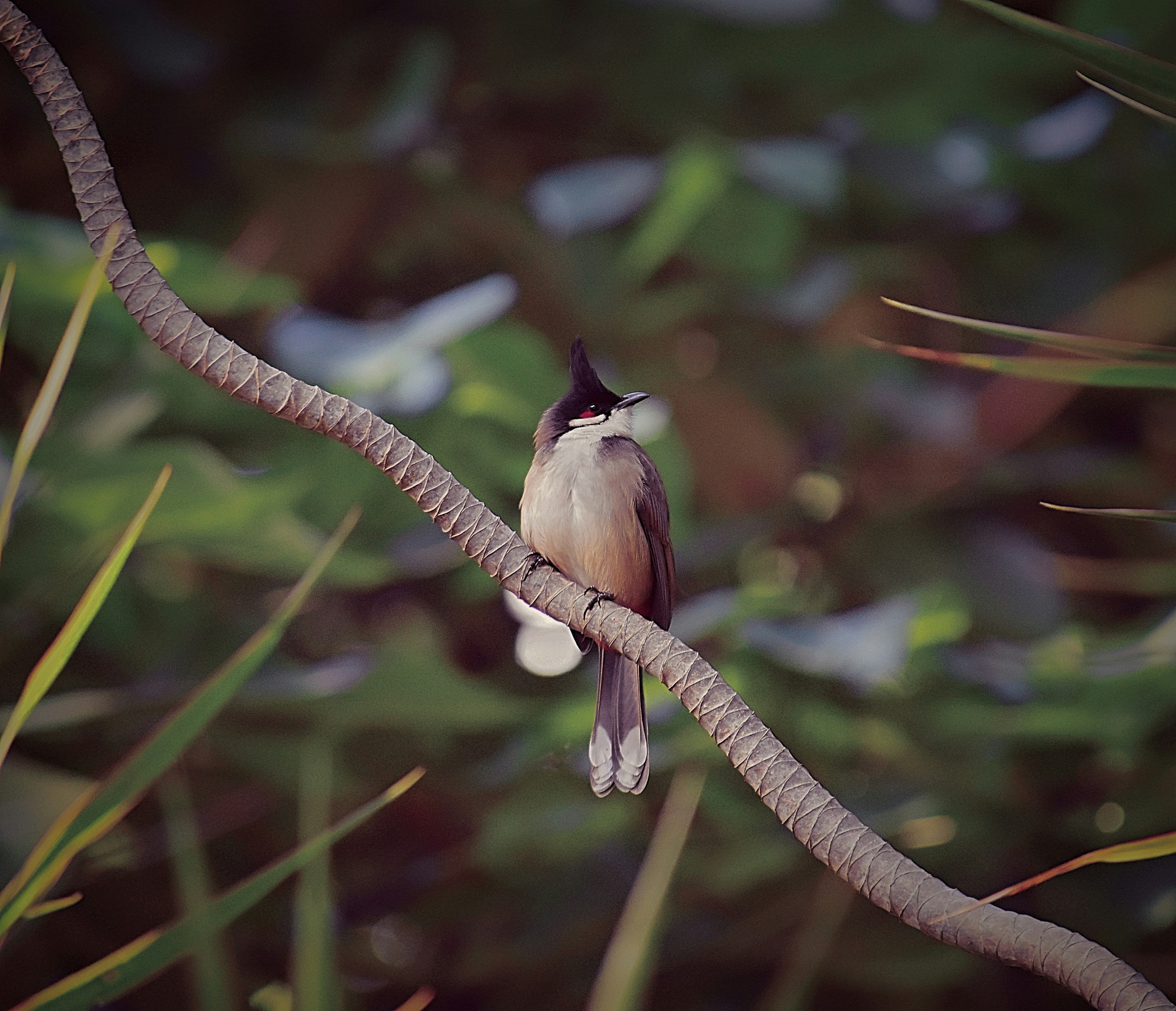 Perched on a Winding Twig: a Solitary Songbird in Soft Foliage