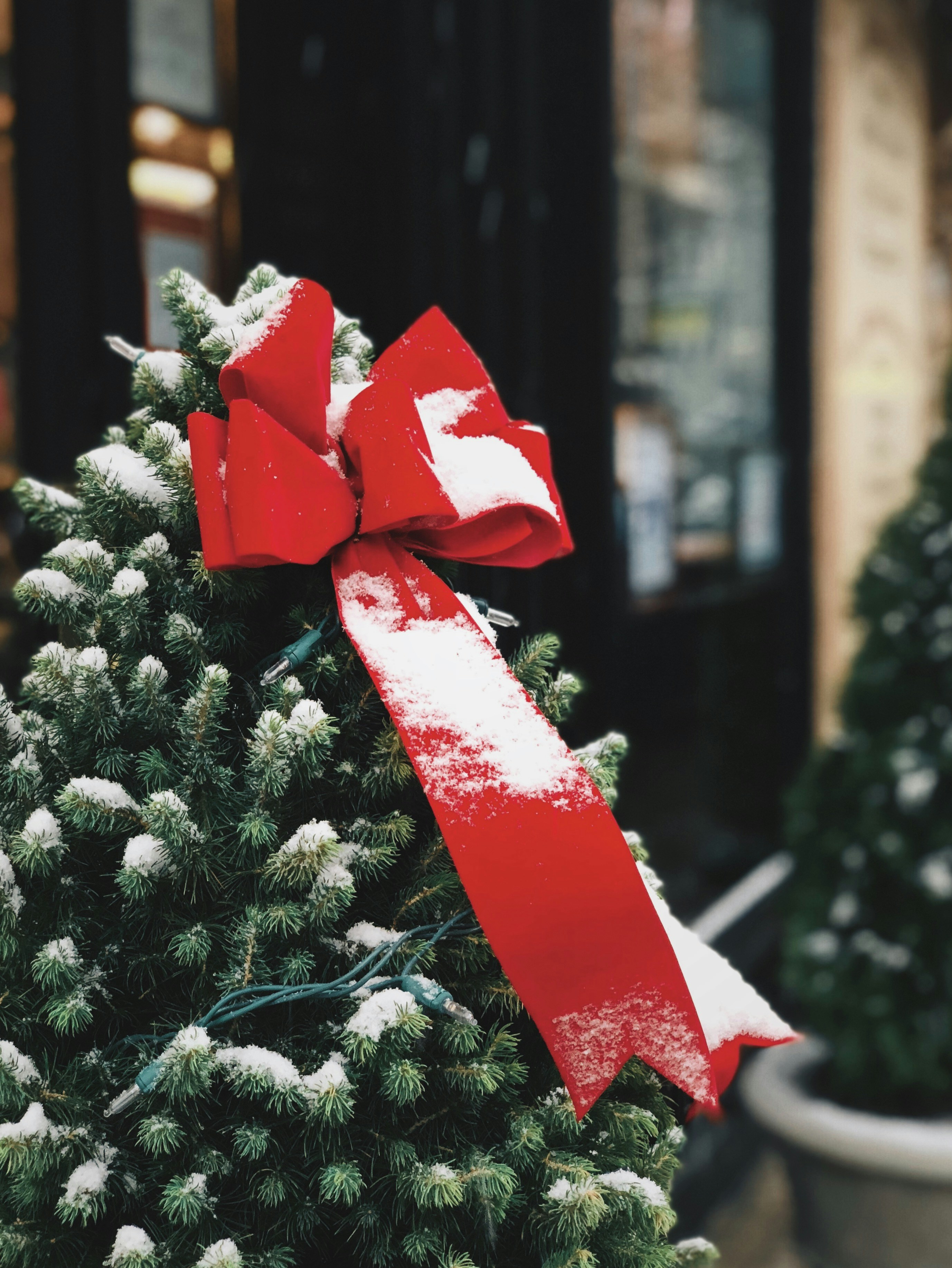 Crimson Ribbon Crown on a Snow-Dusted Fir Beside a Quiet Streetfront