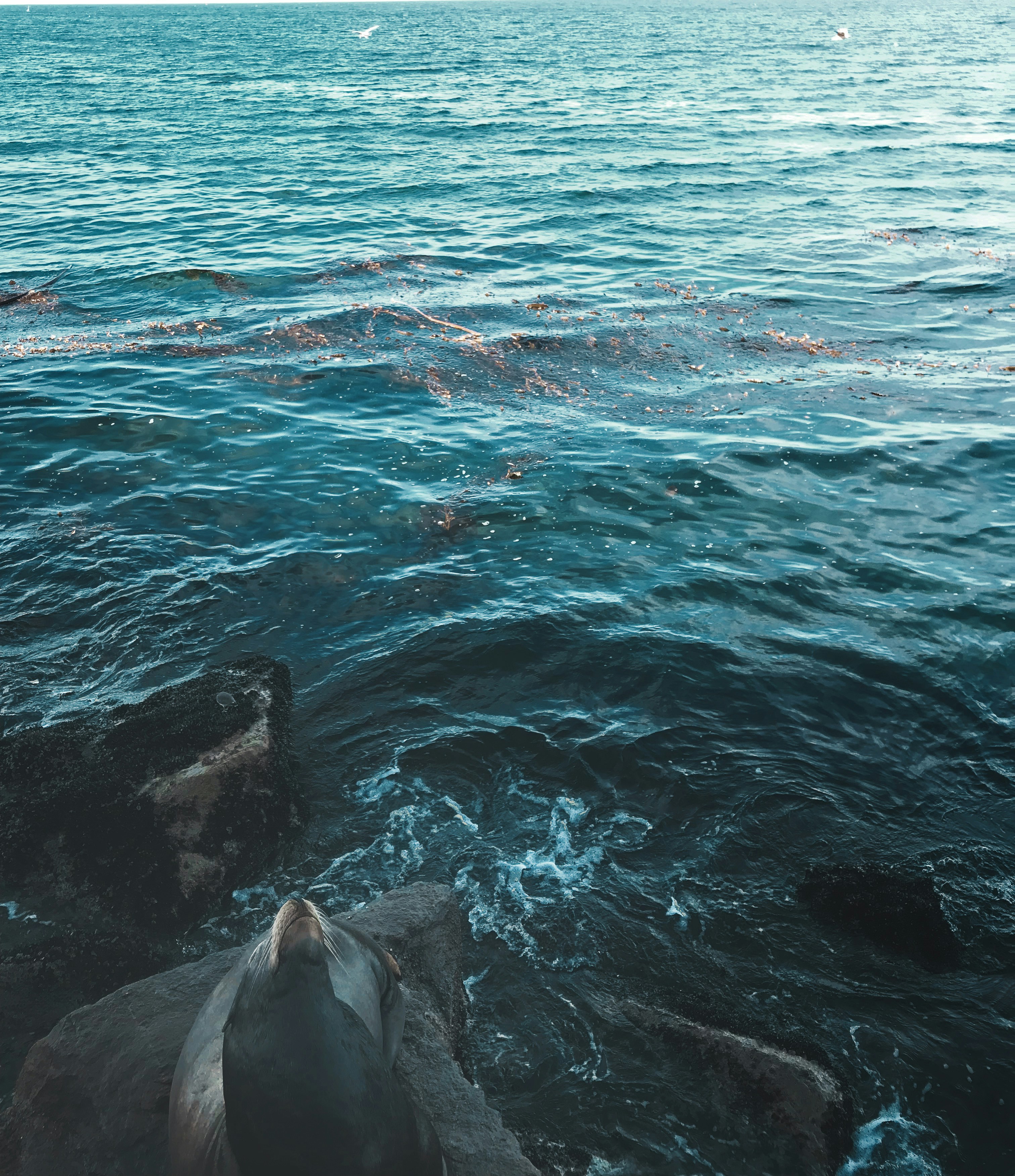 Sea Foam and Rock Edge: A Quiet Moment at Dusk