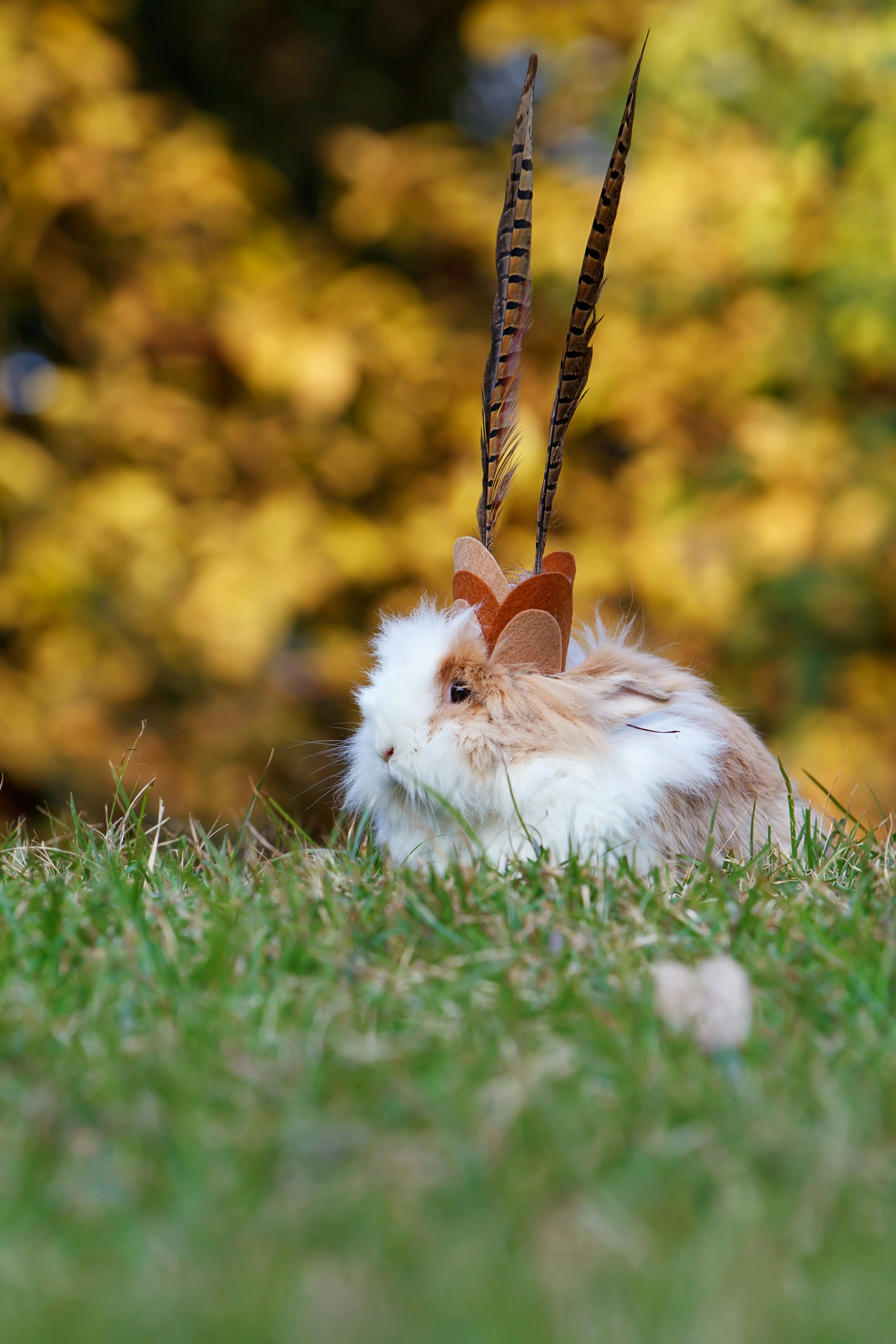 cute bunny