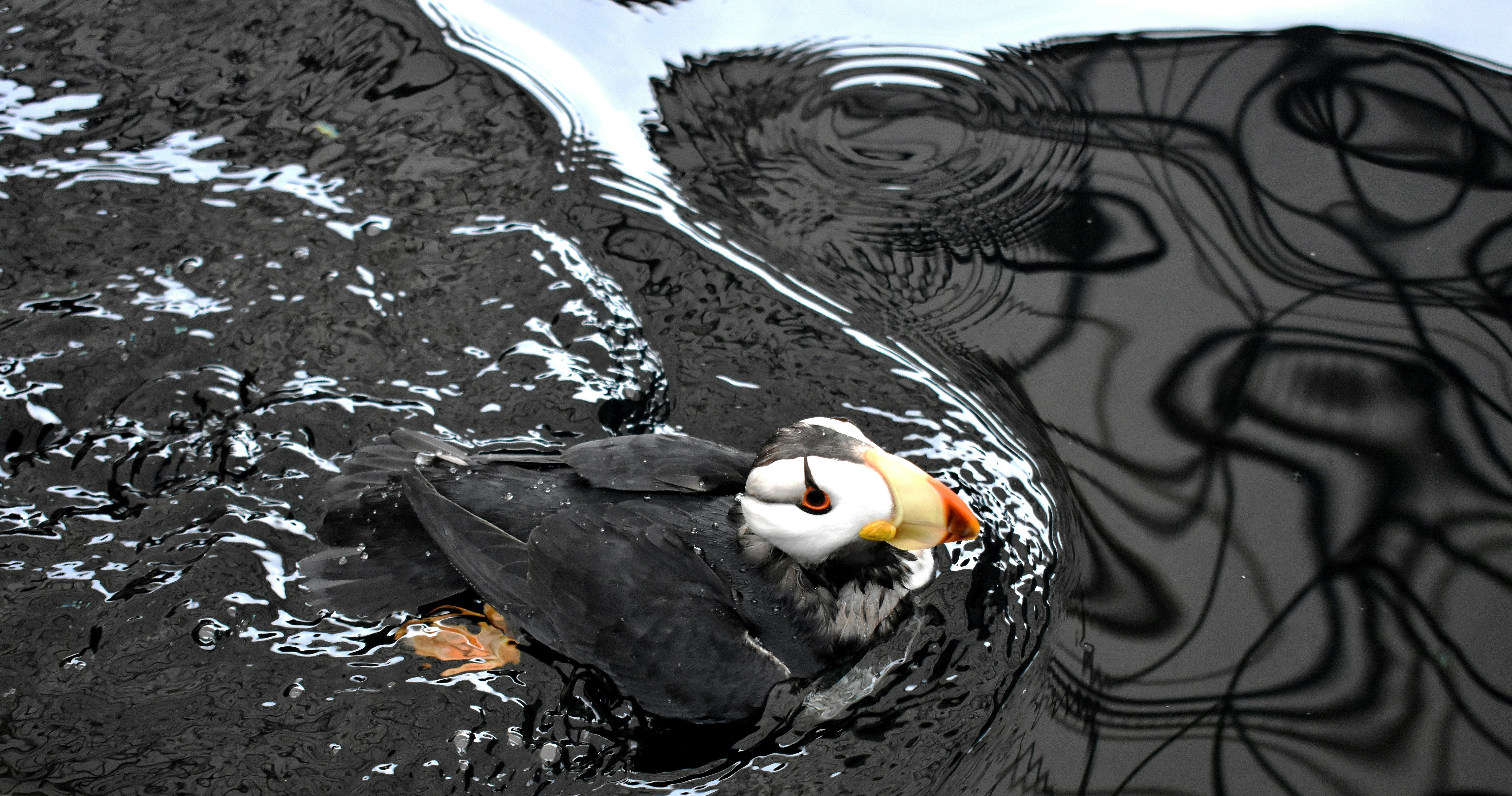 Puffin Portrait on Dark Basalt with Reflective Water