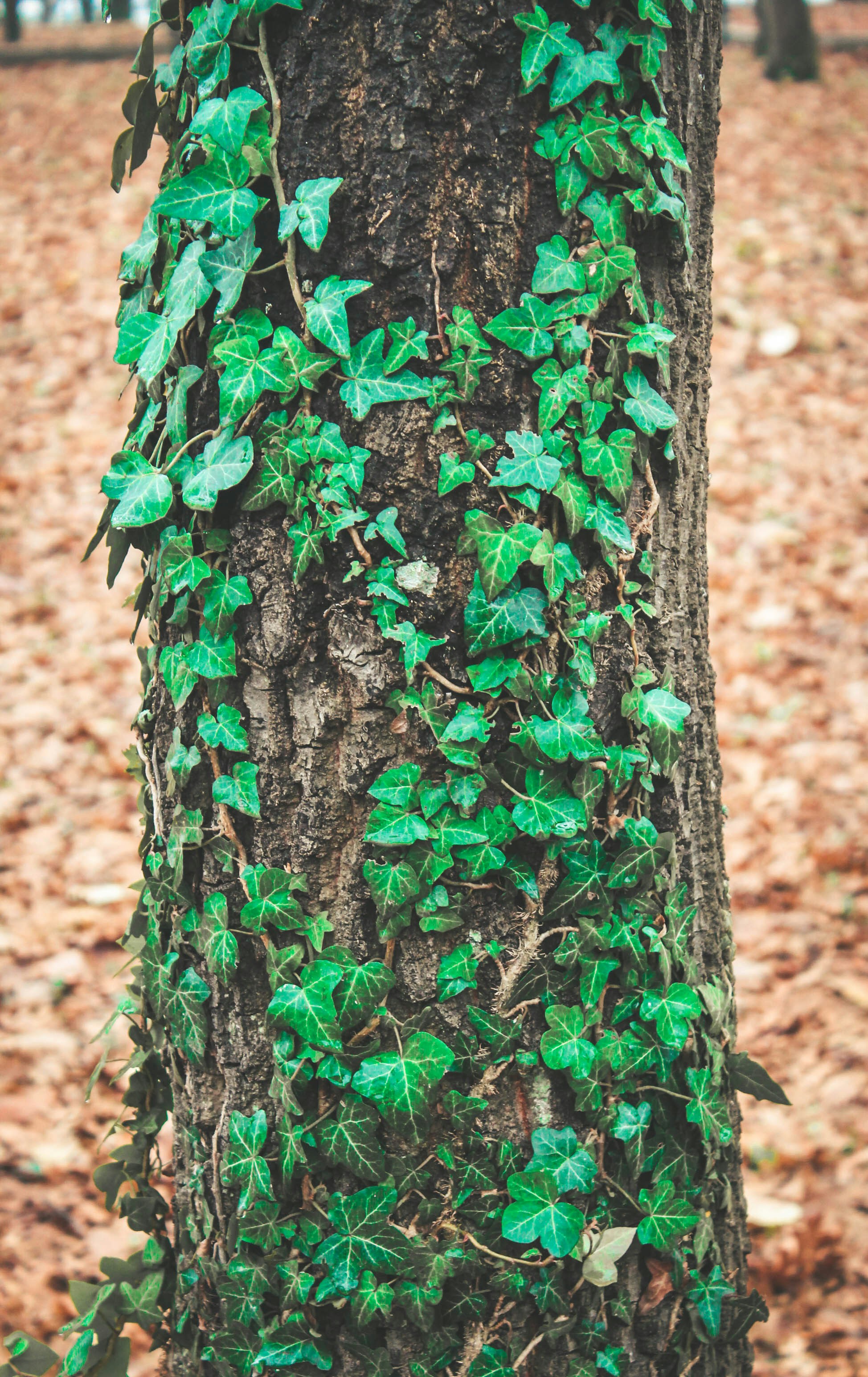 Nature's Embrace: The Green Veil