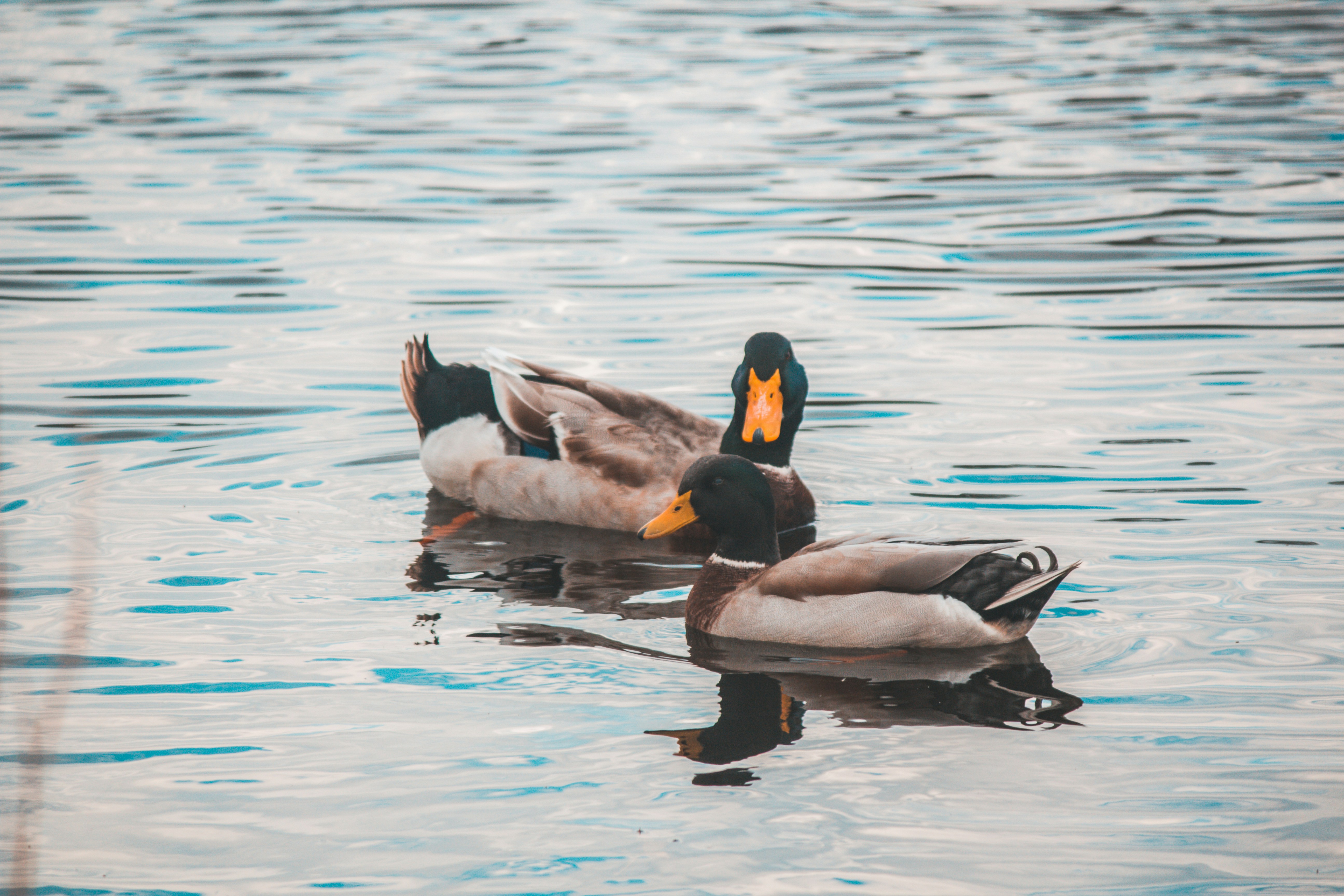Two male mallard ducks on body of water photo – Free Duck Image on Unsplash