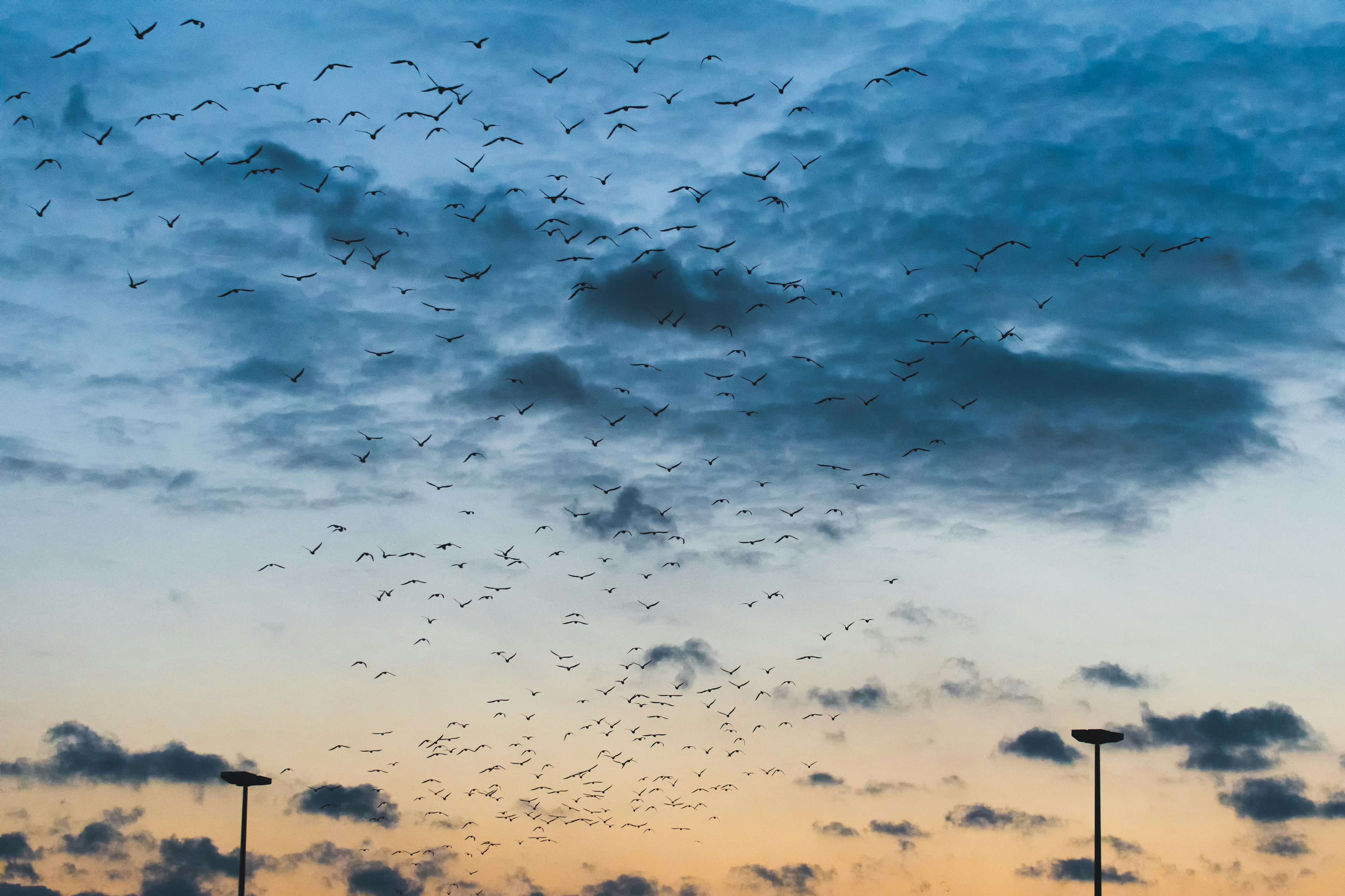 Flock of birds soaring against a vibrant sunset sky with scattered clouds and silhouetted streetlights.