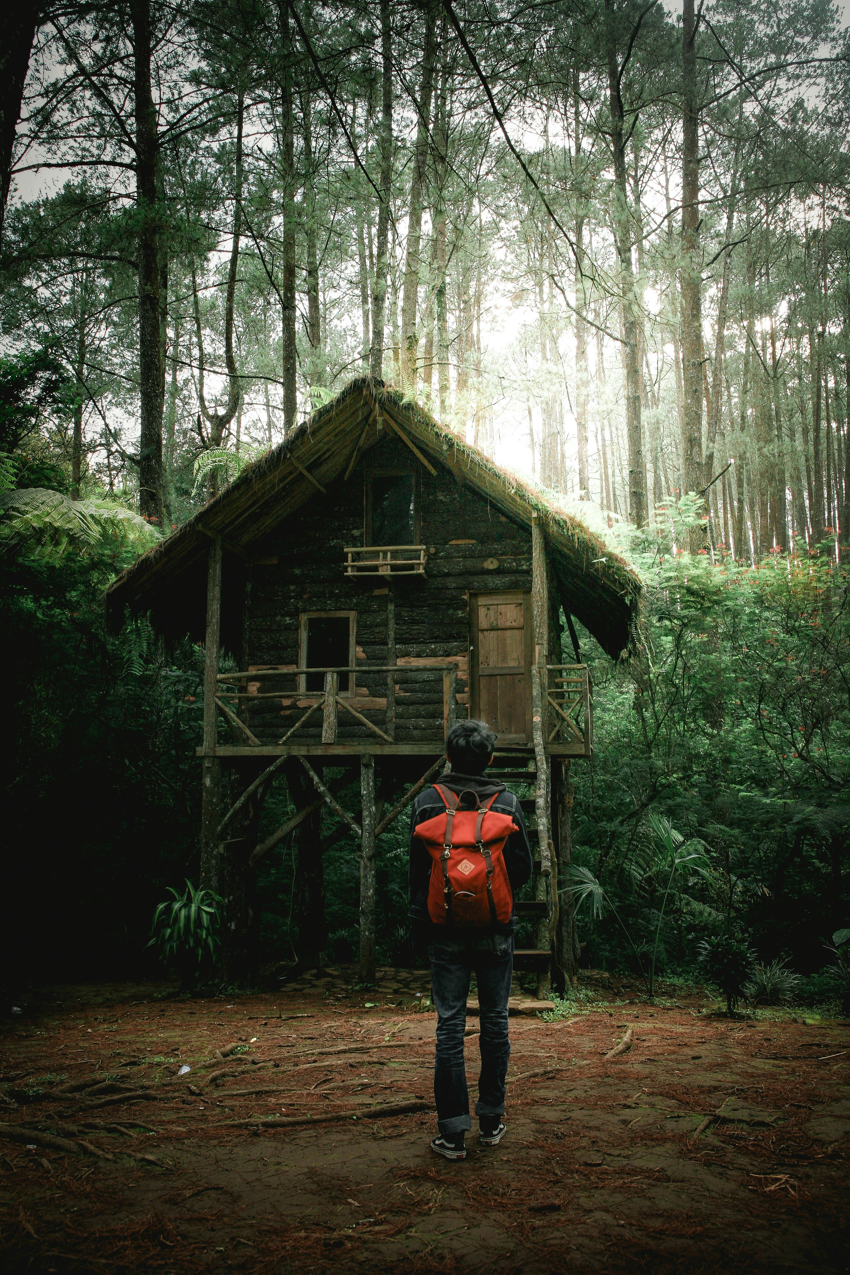 Canopy Threshold: Hiker Before a Moss-Draped Treehouse