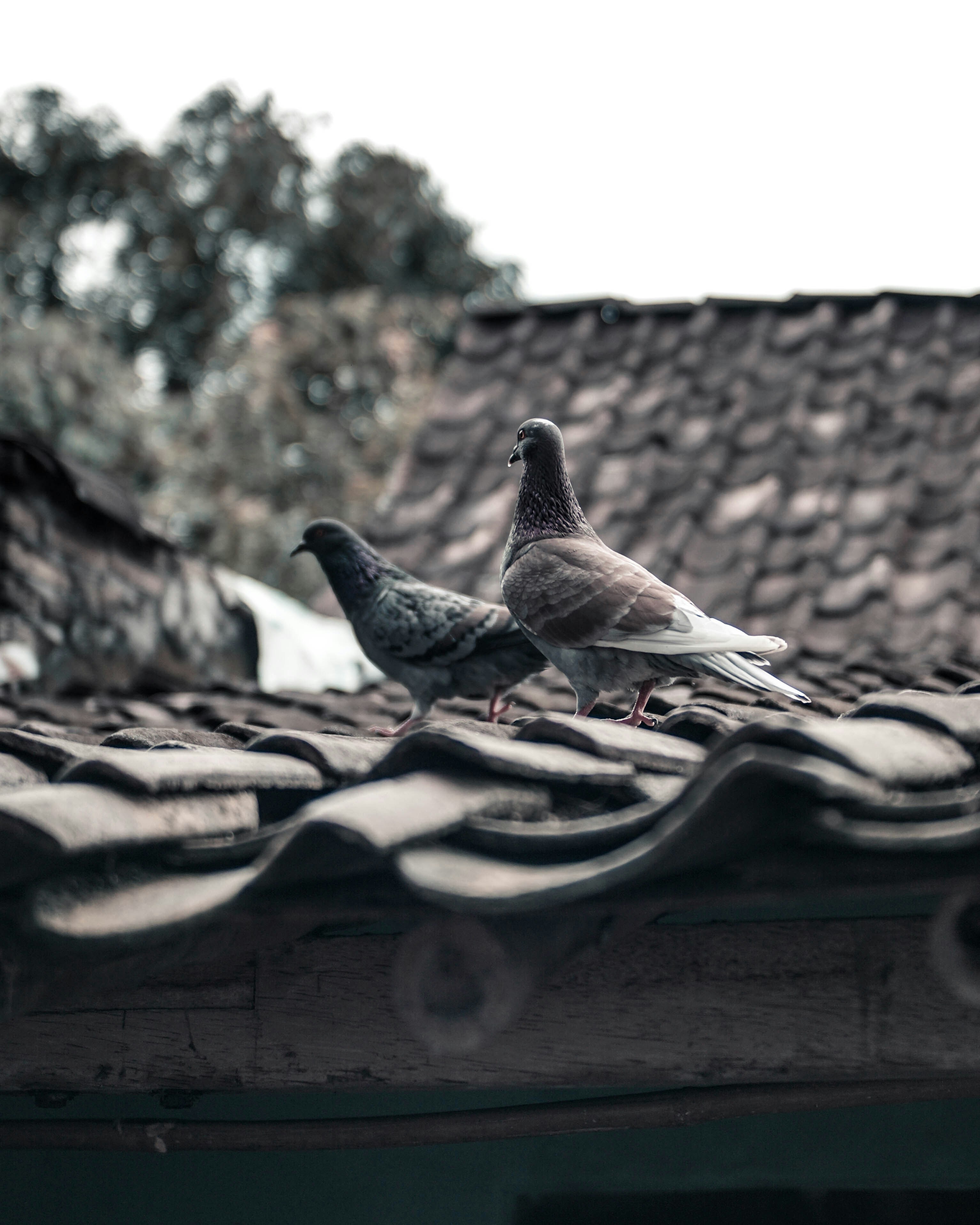 Two pigeons strolling on a textured tiled rooftop, surrounded by blurred greenery in the background.