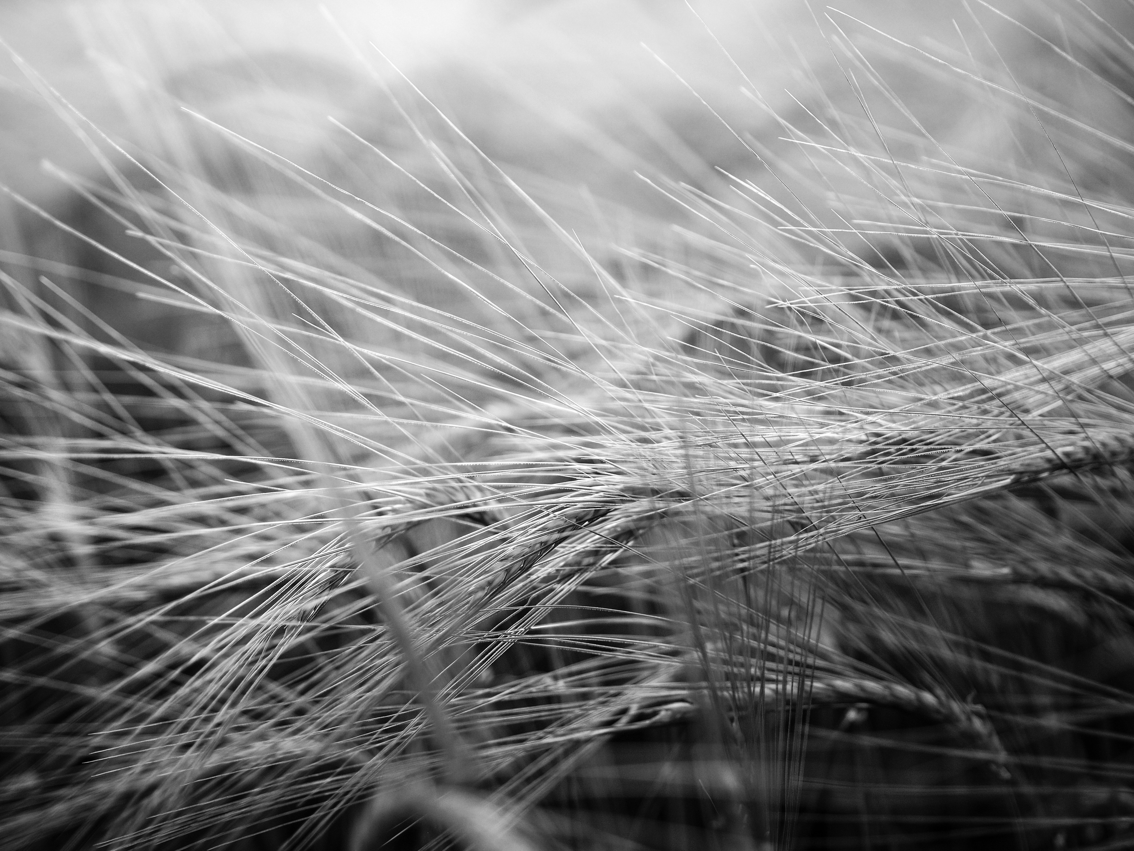 Whispers of the WheatfieldIvan Vranić