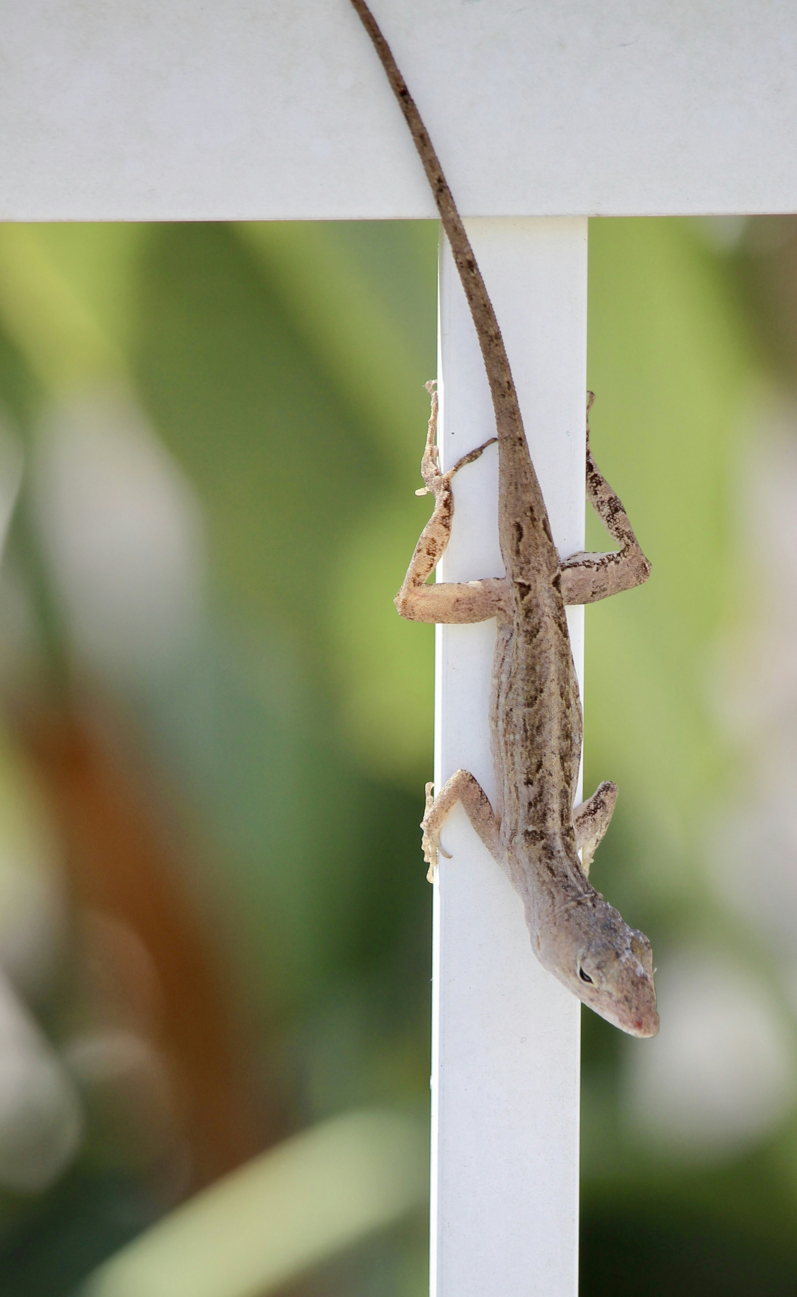 A lizard skillfully clings to a white post, showcasing its adaptability and camouflage. The blurred background highlights its intricate textures and colors.