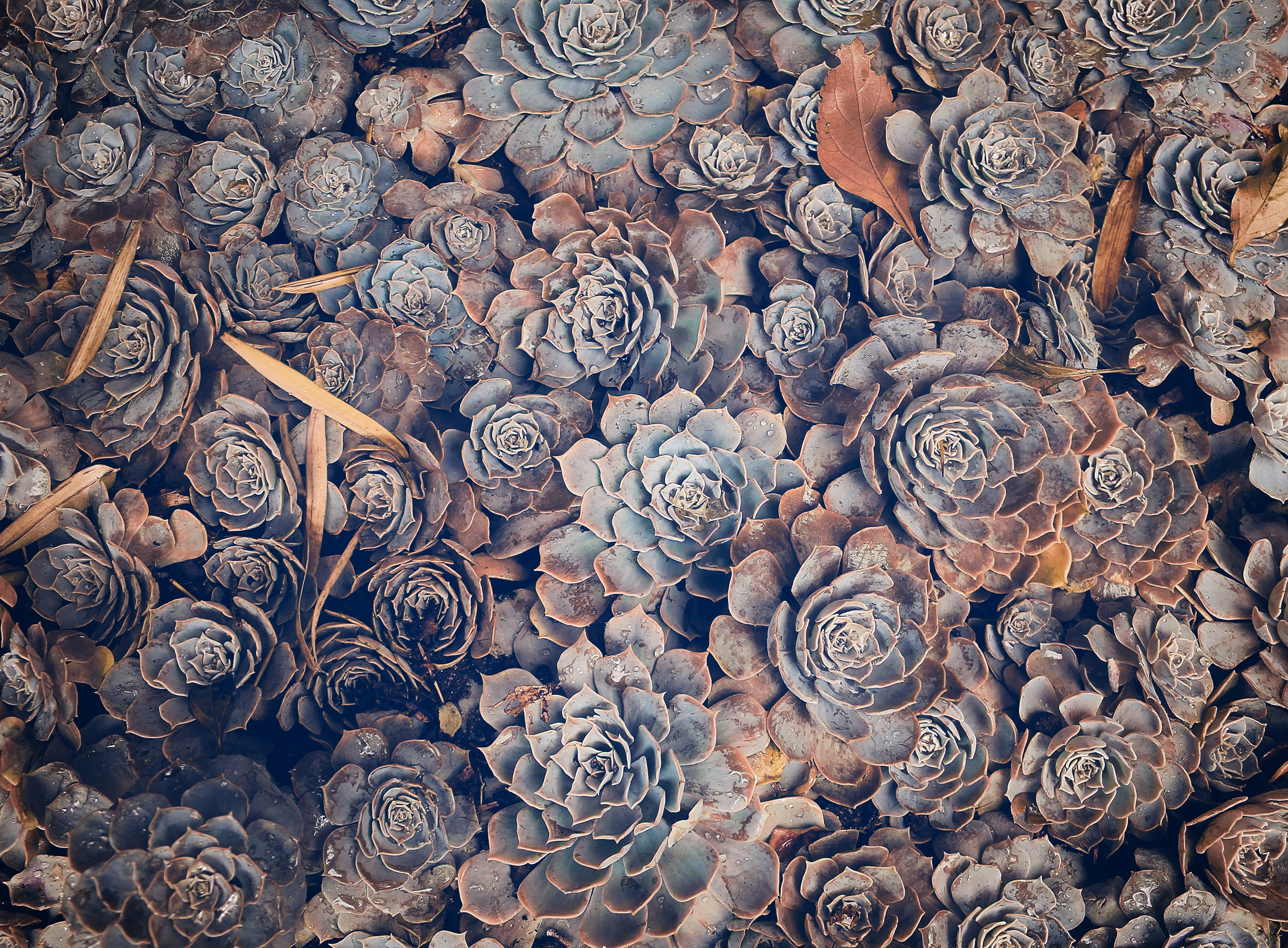 Blue Rosette Tapestry: A Close-Up Field of Echeveria