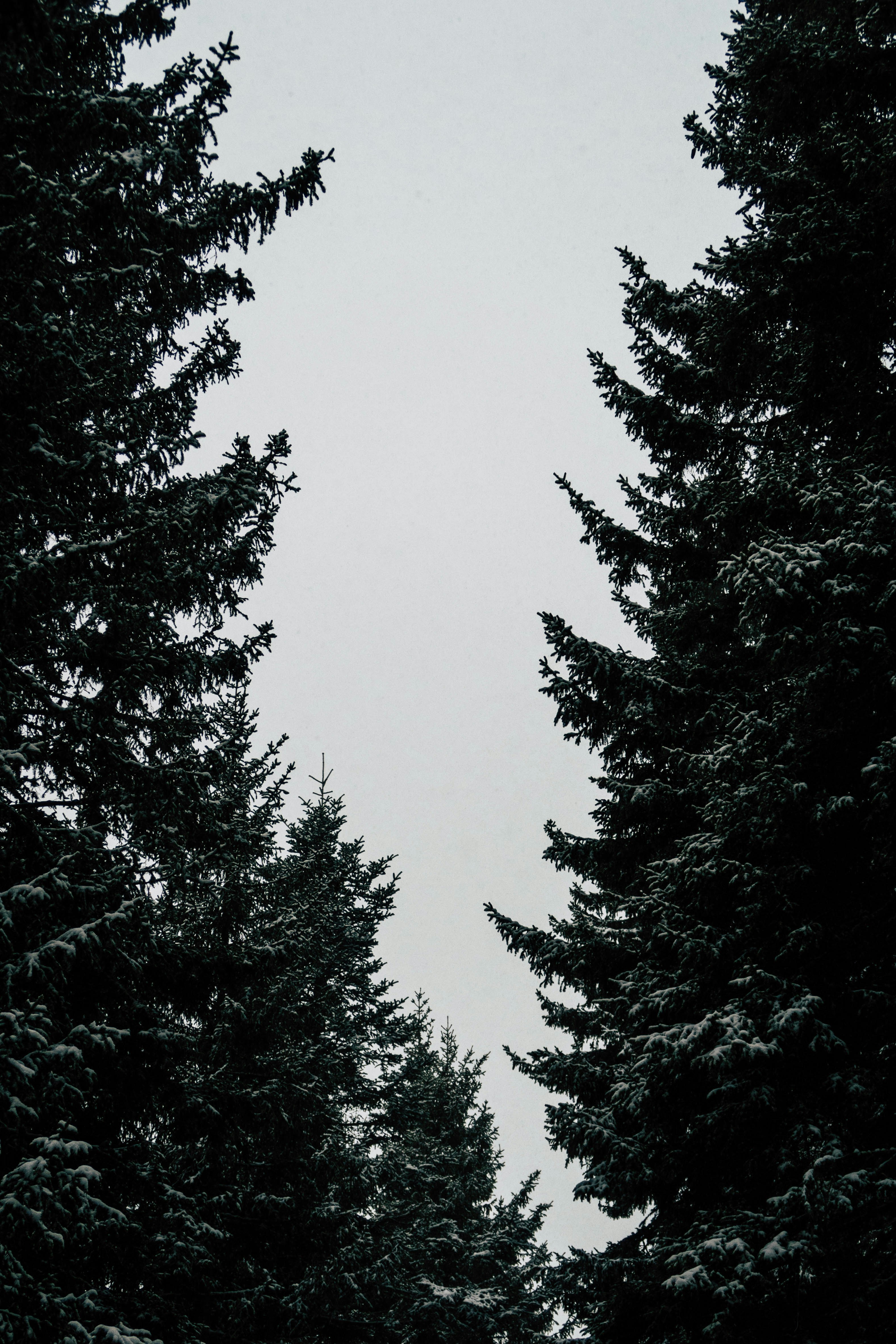 Snow-laden evergreen trees frame a muted sky, creating a serene winter atmosphere. The composition invites contemplation of nature's quiet beauty.