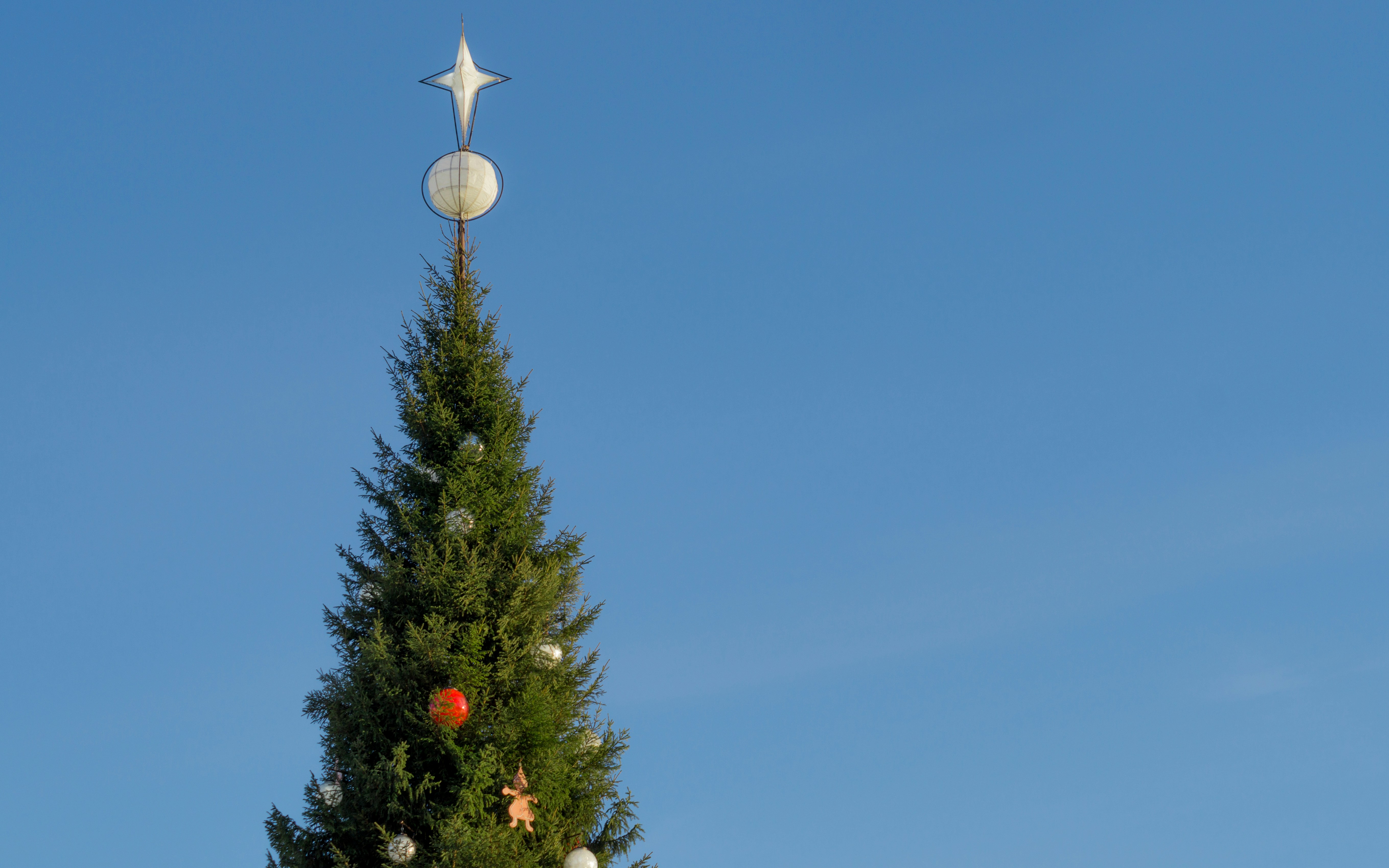 Star atop the evergreen: a crisp winter-focused crest