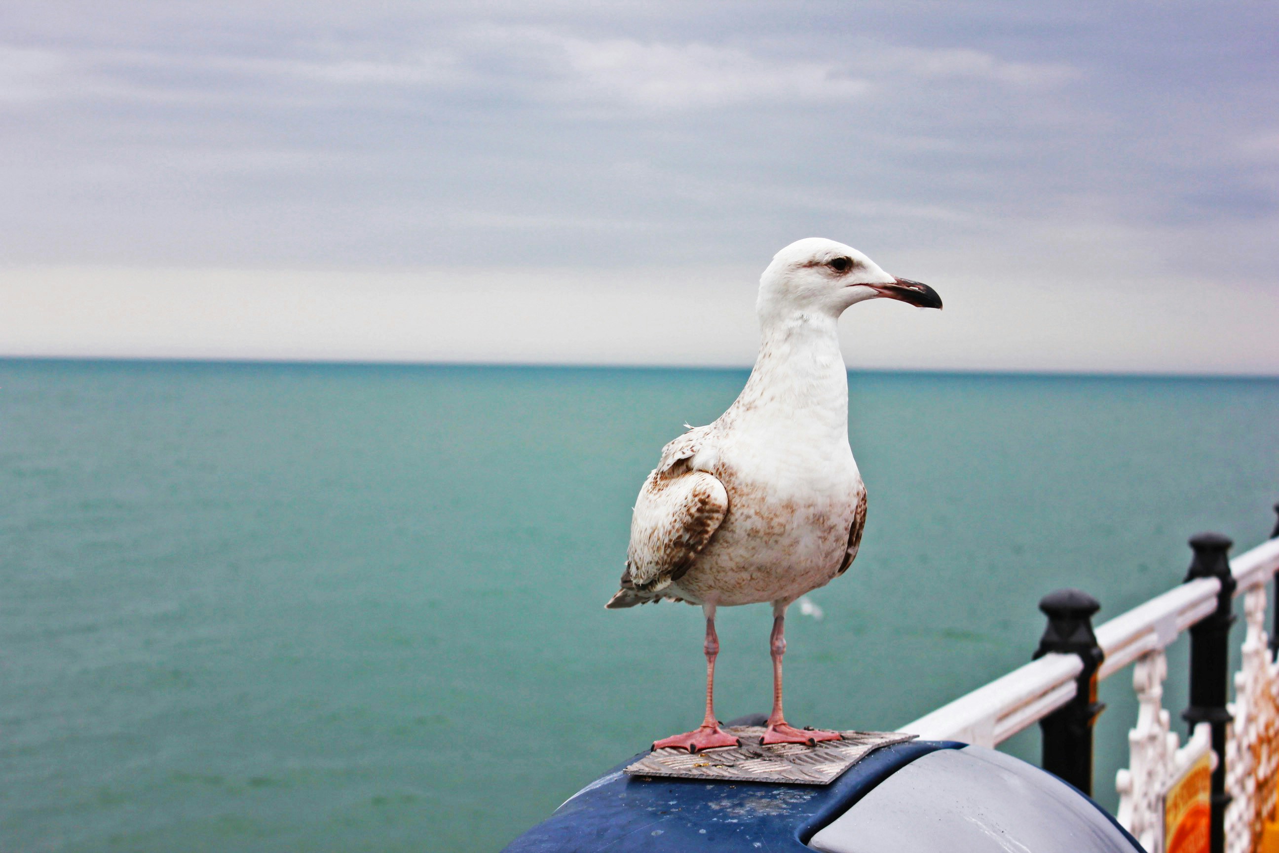 Seagull perched on a railing overlooking a calm sea under a cloudy sky.