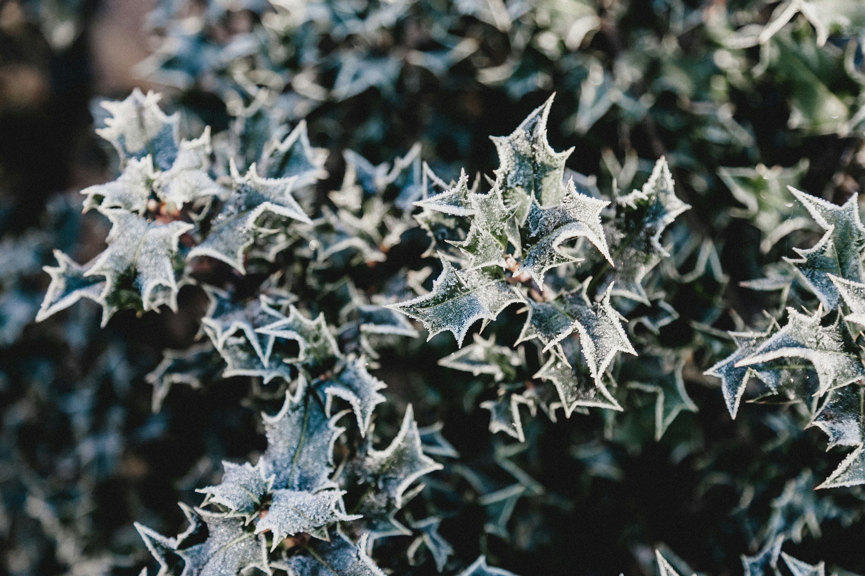 Icy Starbursts on Winter Ivy: a Macro Frost Portrait