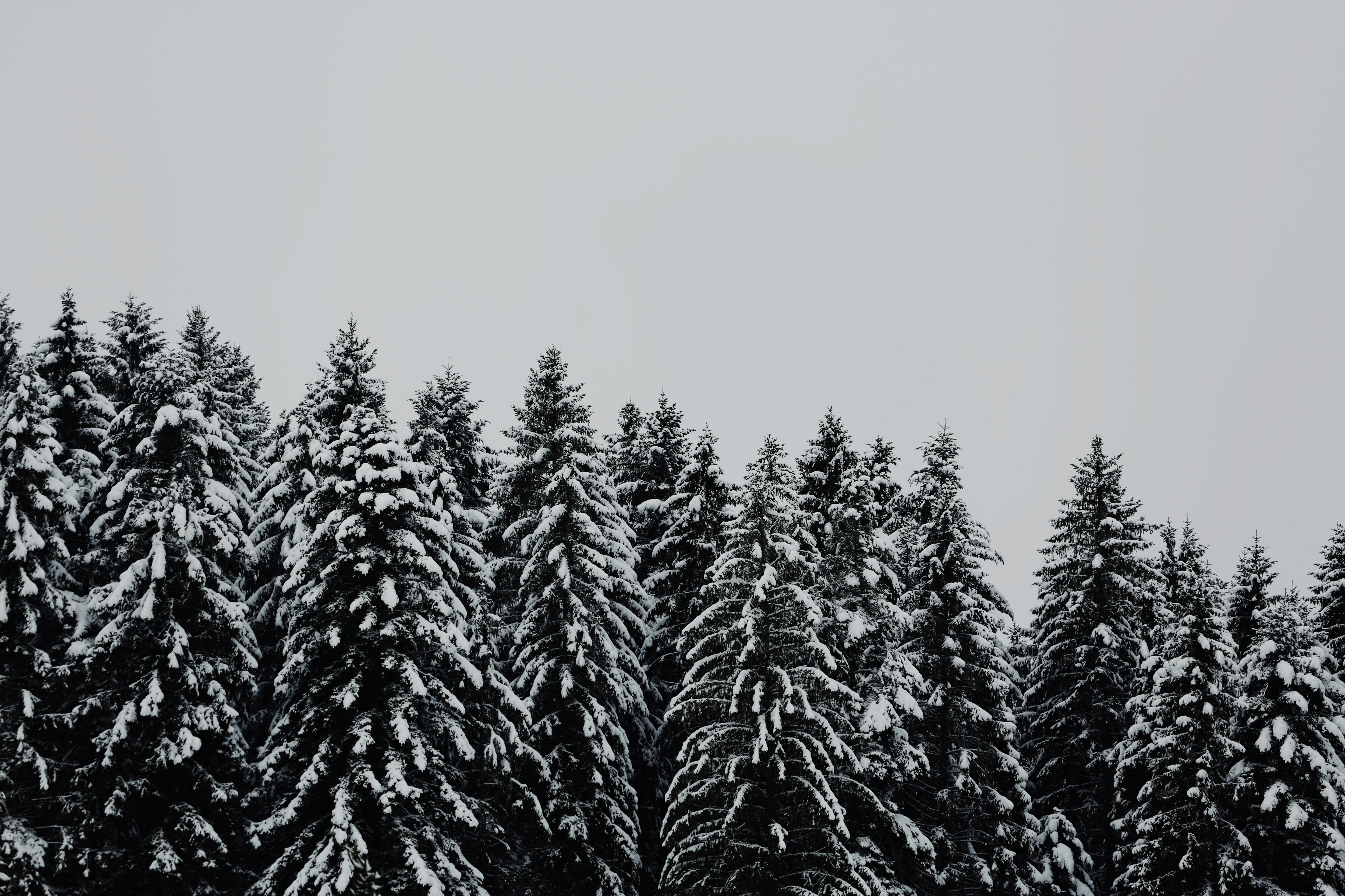Snow-laden evergreen trees stand tall against a muted sky, creating a serene winter landscape.