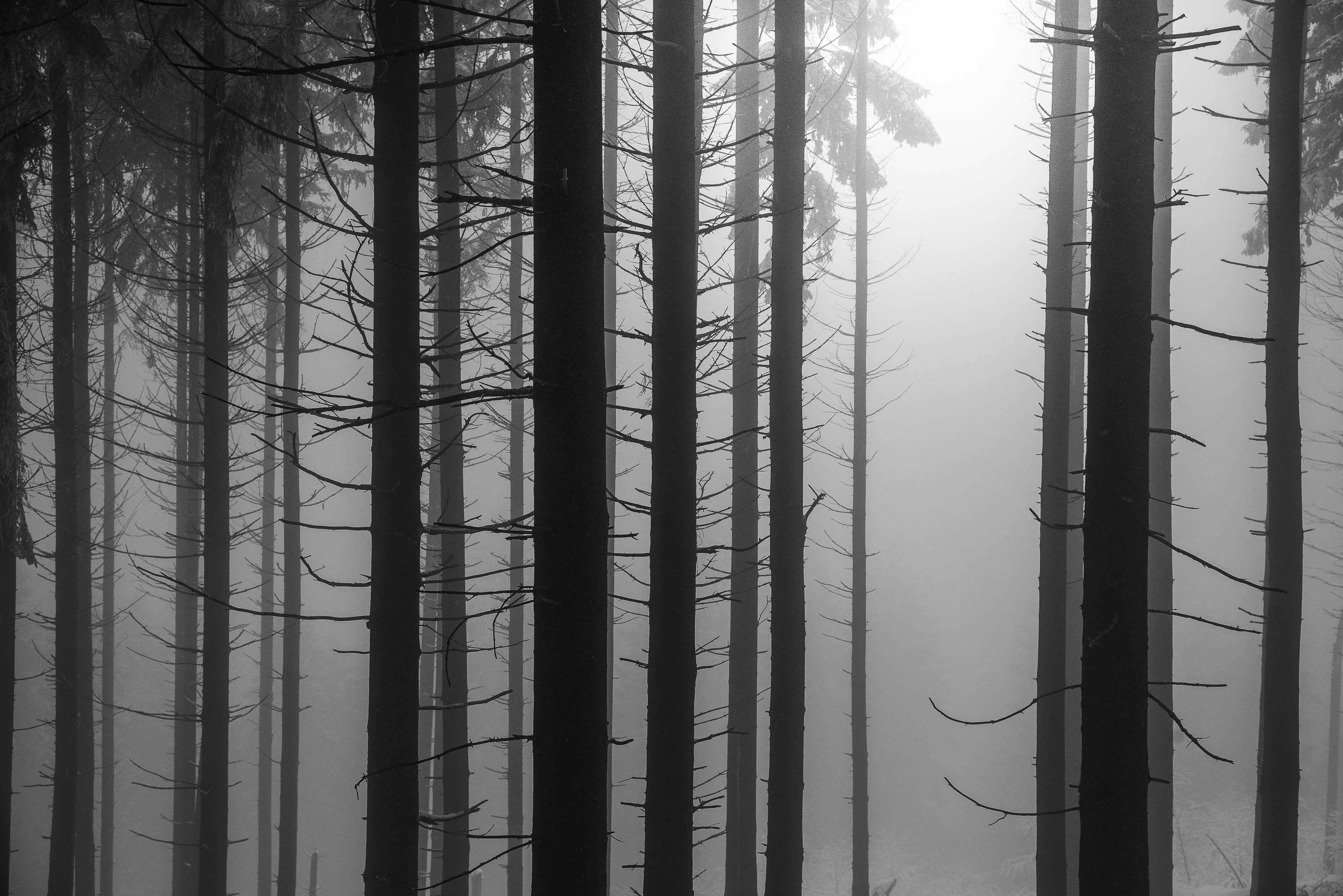 trees-1-best-free-tree-photos-on-unsplash