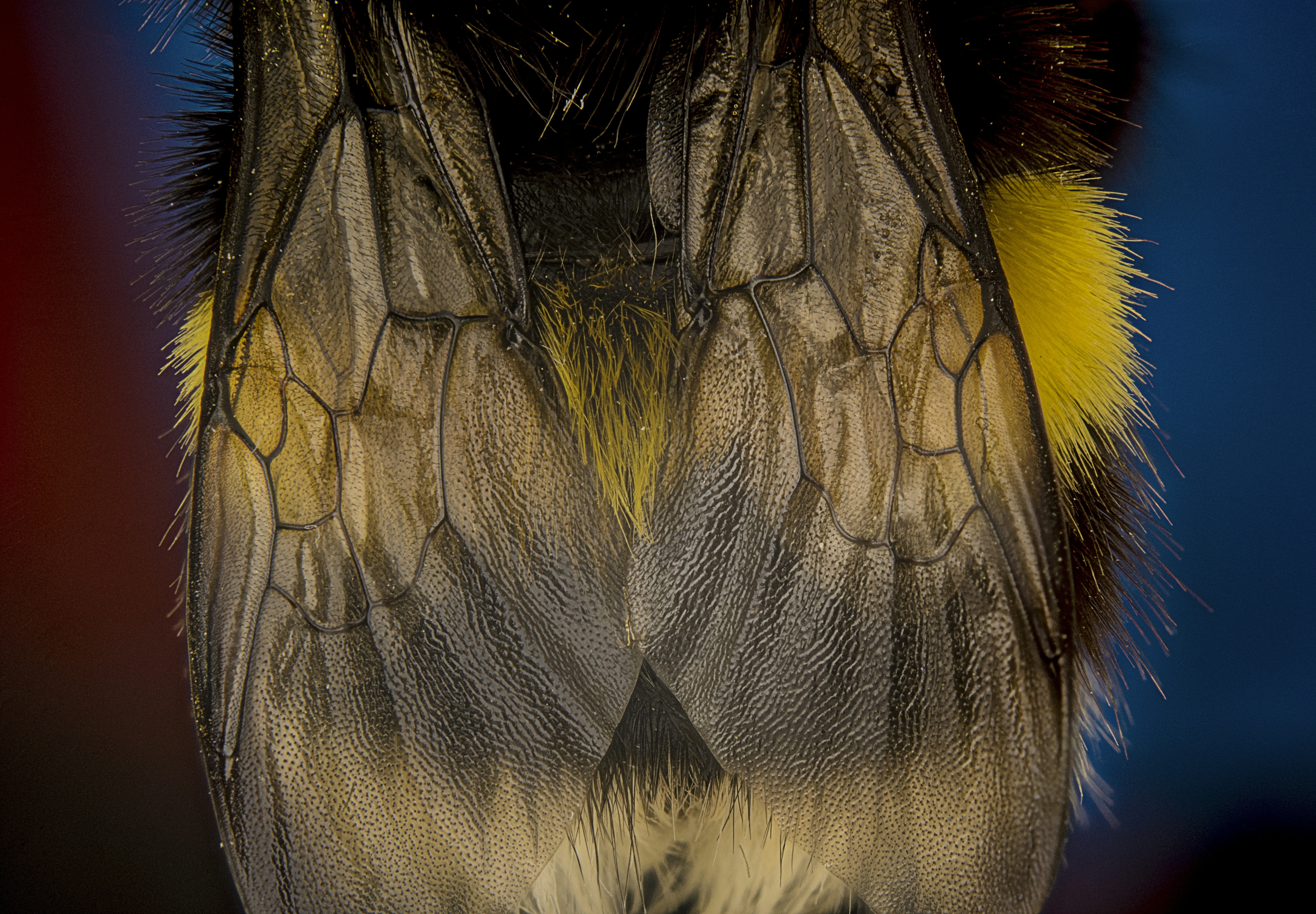 A Developer's Guide: Crafting an Effective Bug Report