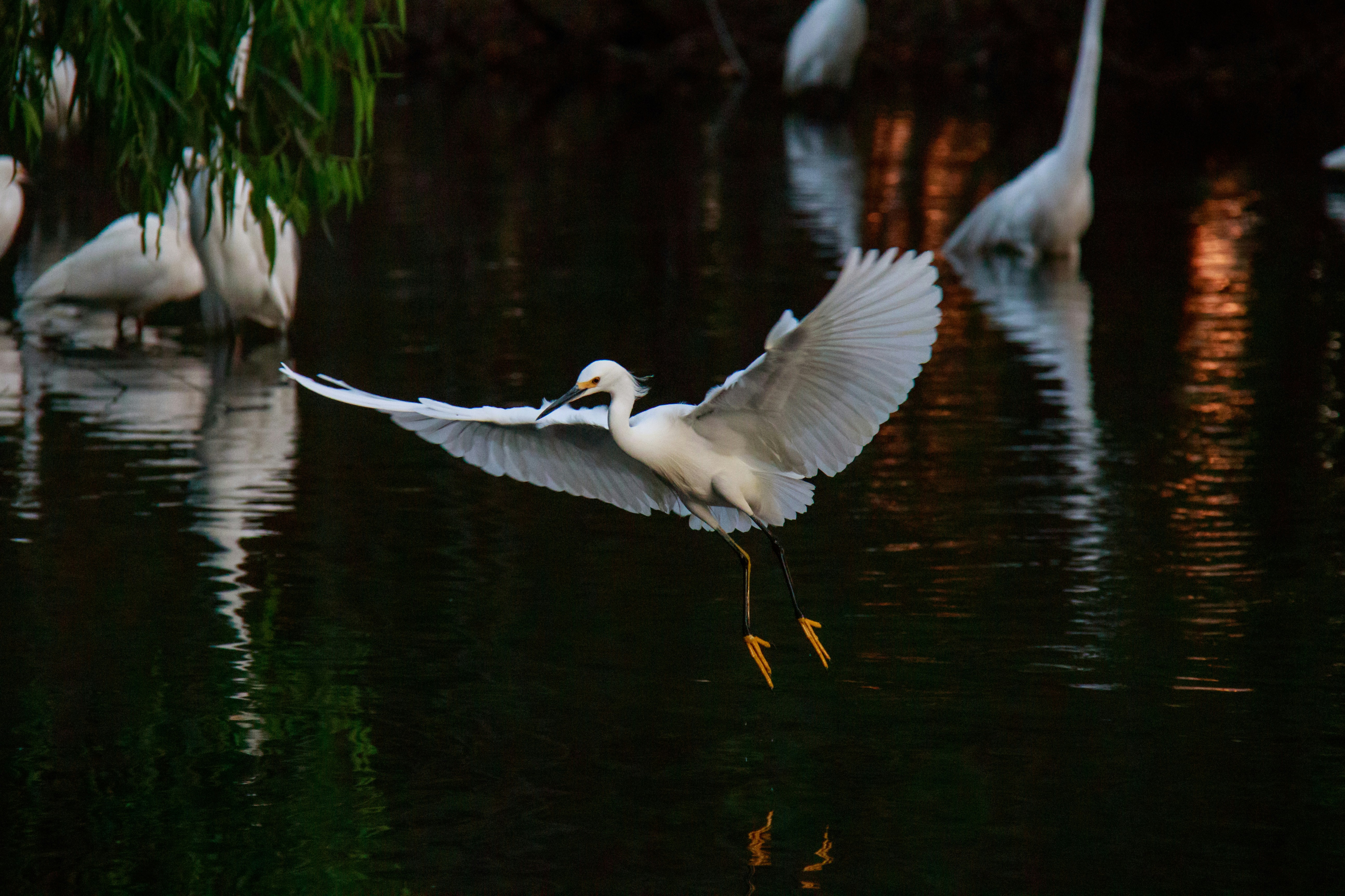 Winged Landing Over a Quiet Reflective Pond at Dusk