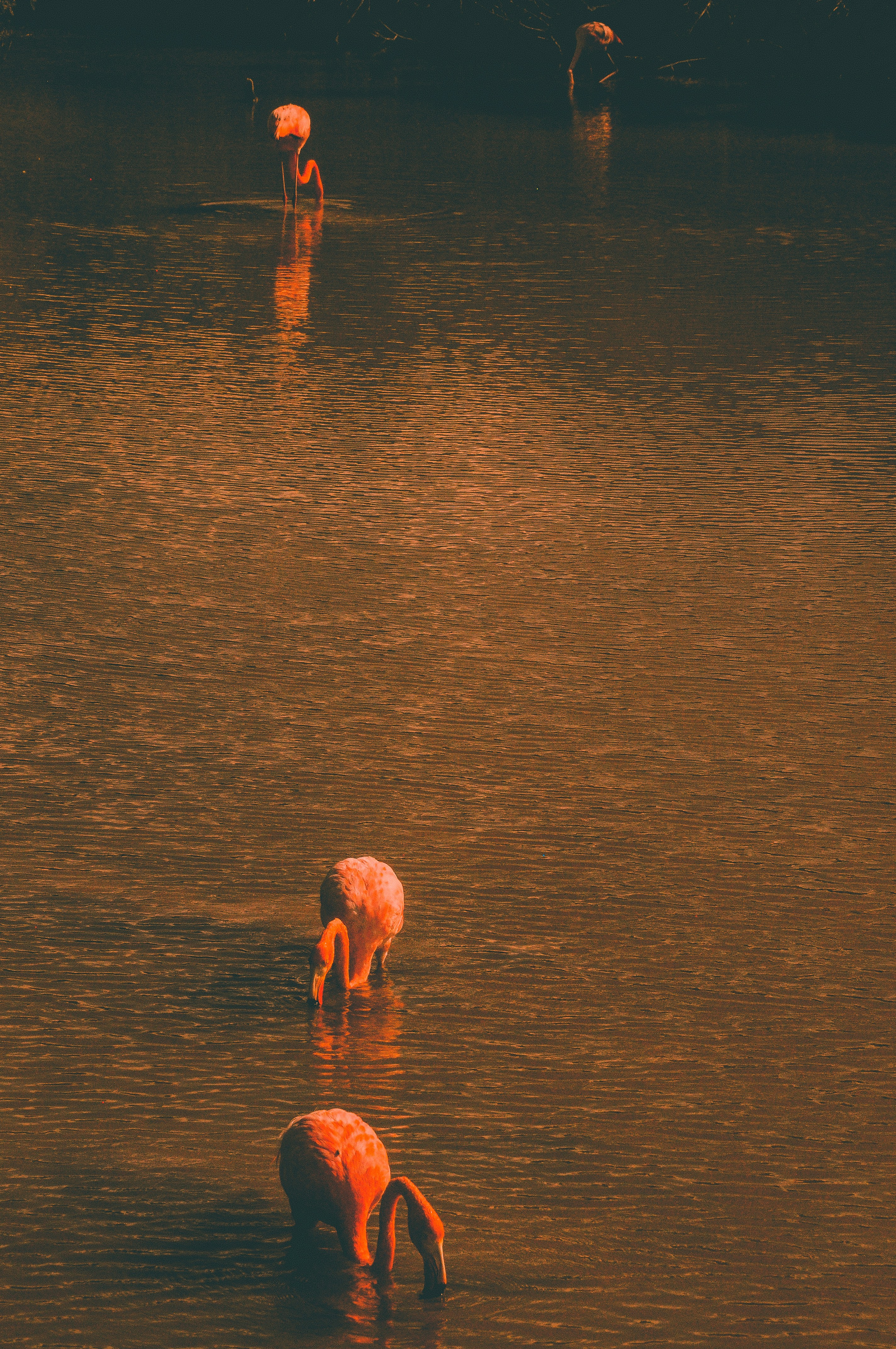 flamingo on body of water