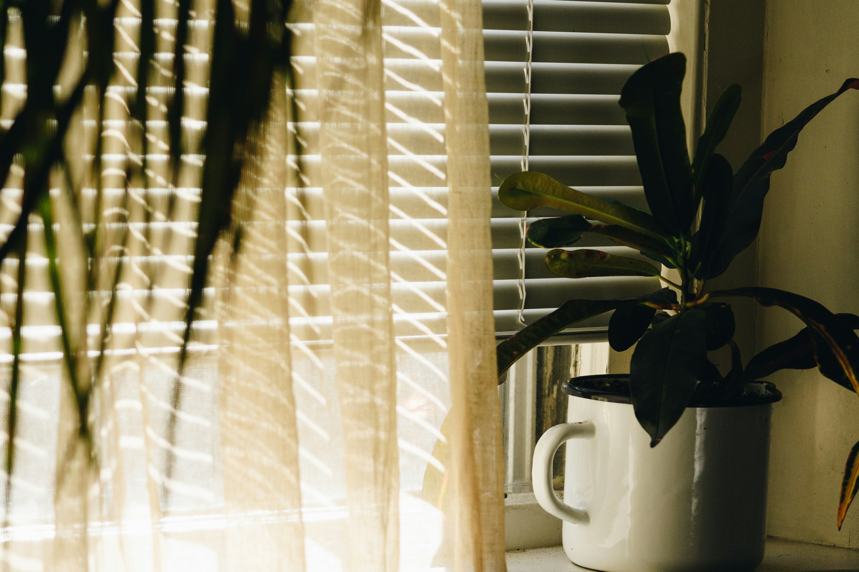 Potted plant basking in filtered sunlight through blinds and sheer curtains.