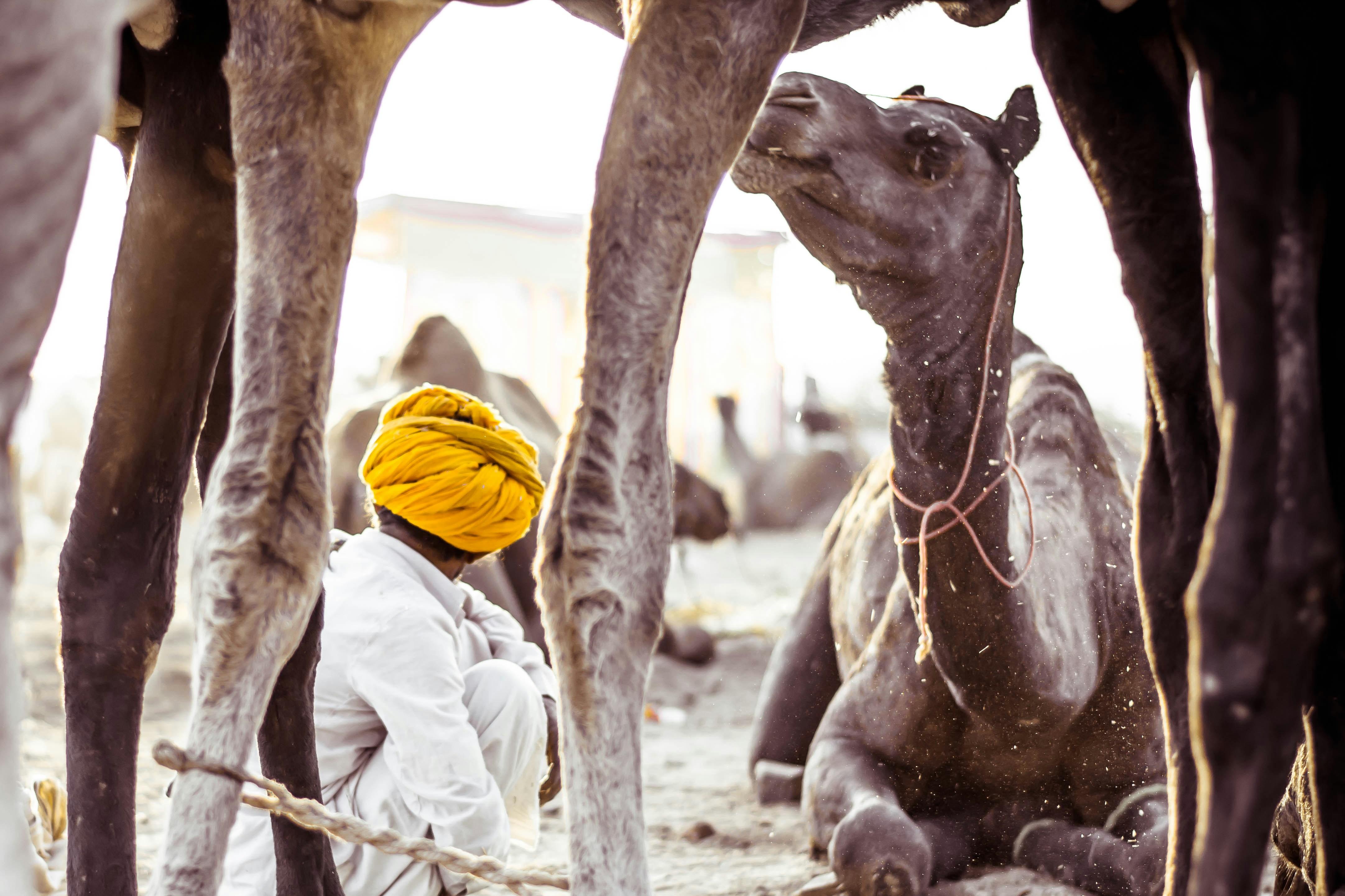 A young man in traditional attire sits among camels, one of which looks curiously at him, creating a moment of connection in a bustling desert scene.