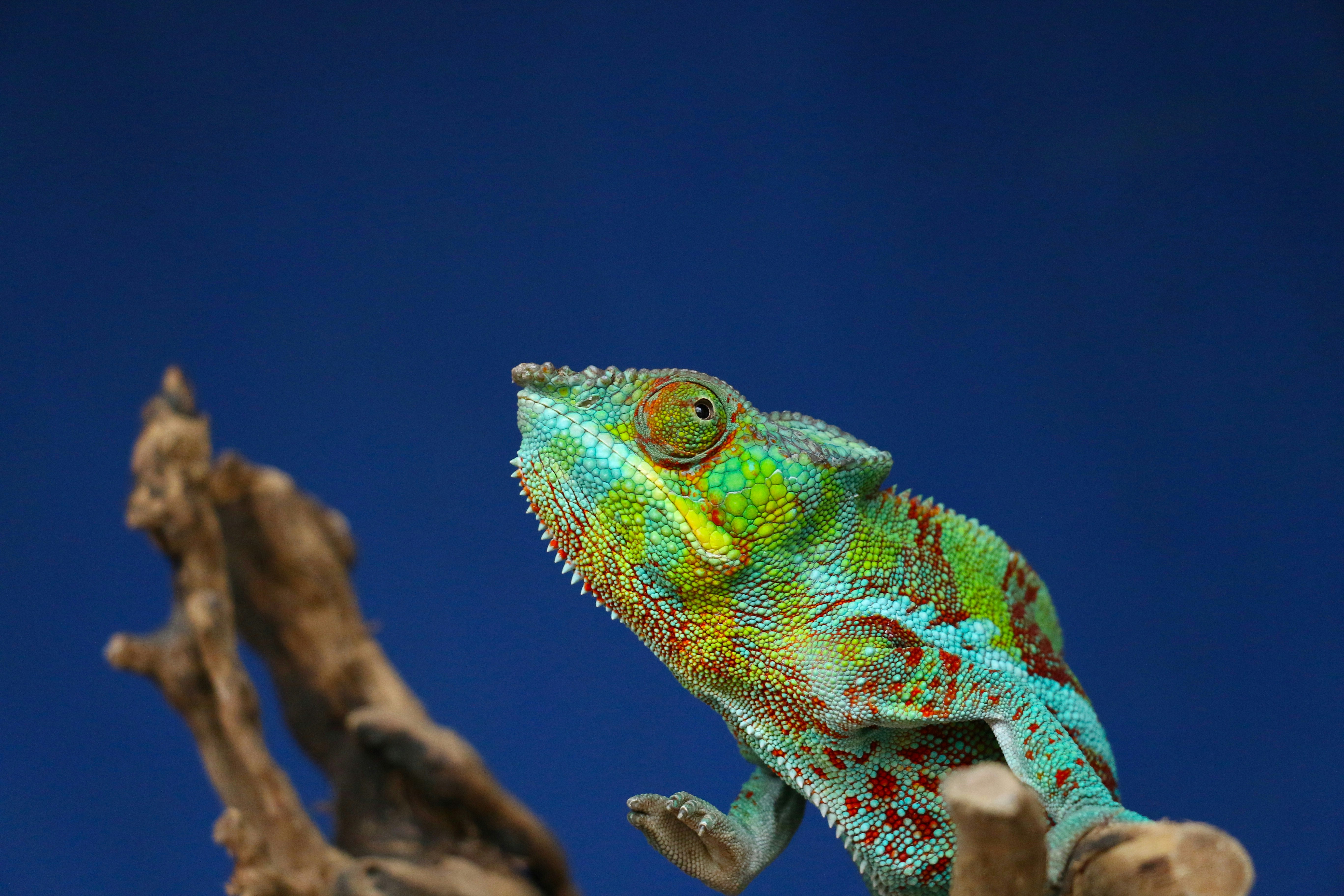 Vibrantly colored chameleon perched on a branch, showcasing its intricate patterns against a deep blue background.