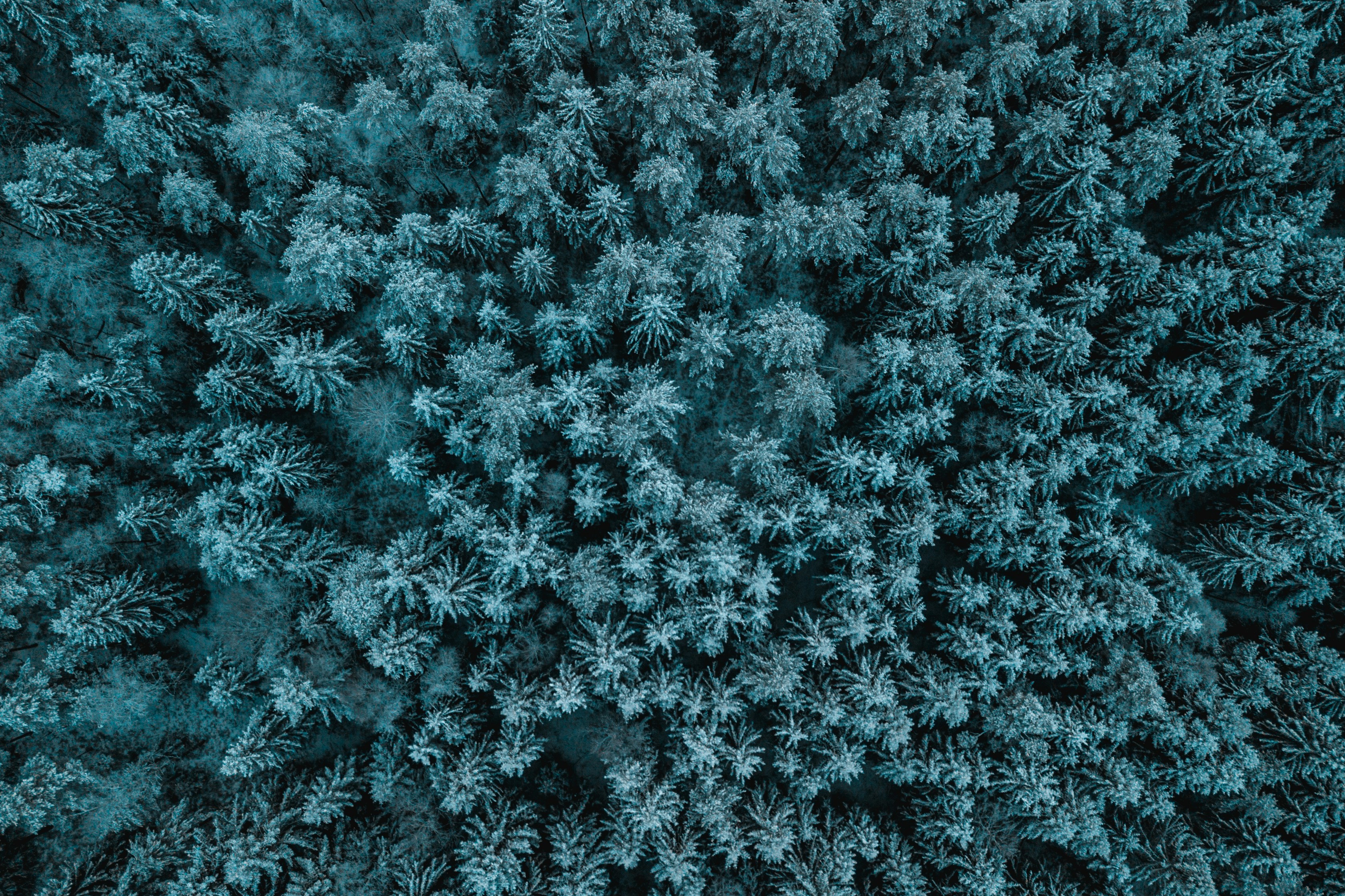 Frosted Canopy SymphonyThomas Bjornstad