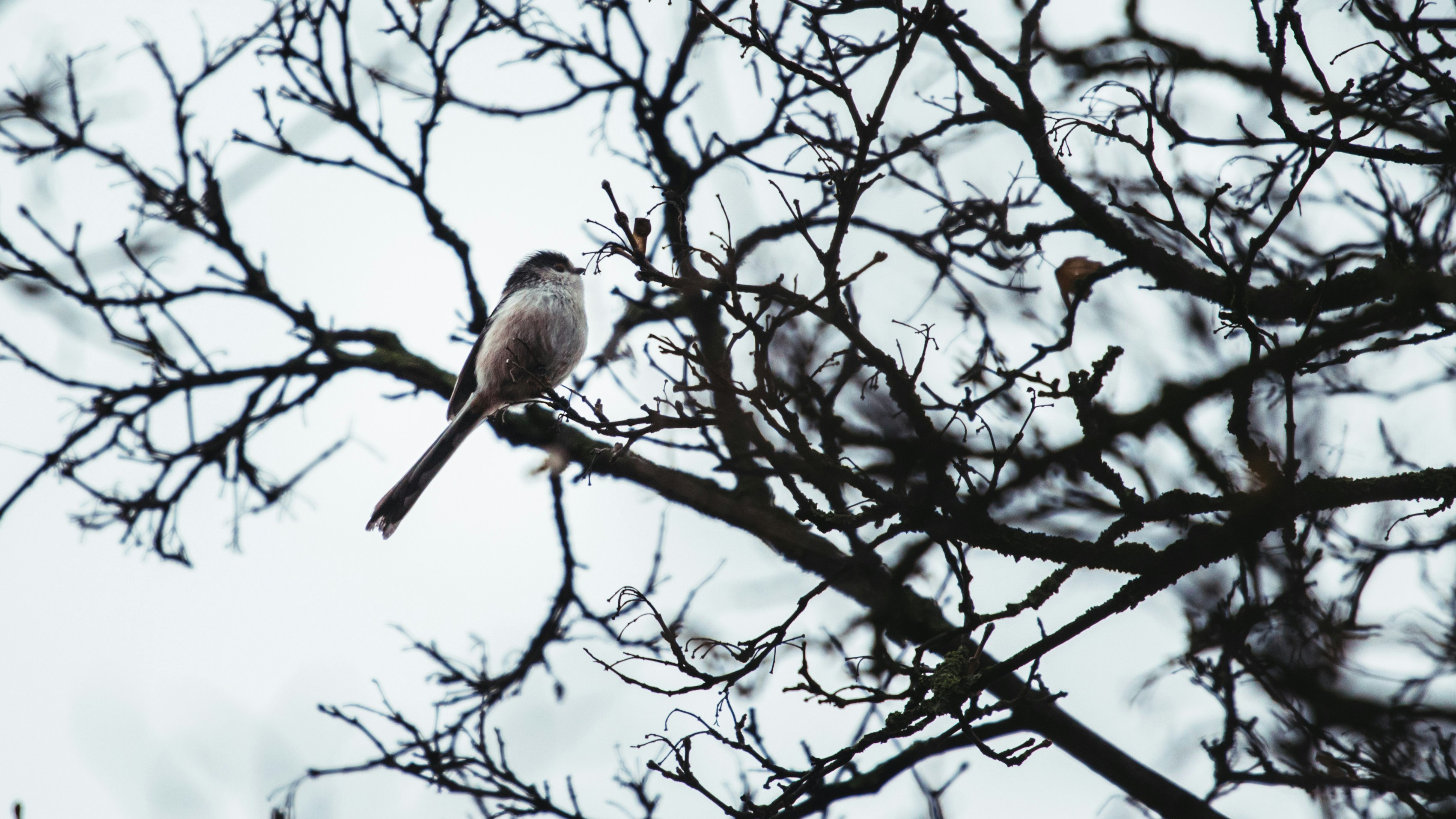 Bird resting on bare tree branches against a cloudy sky.