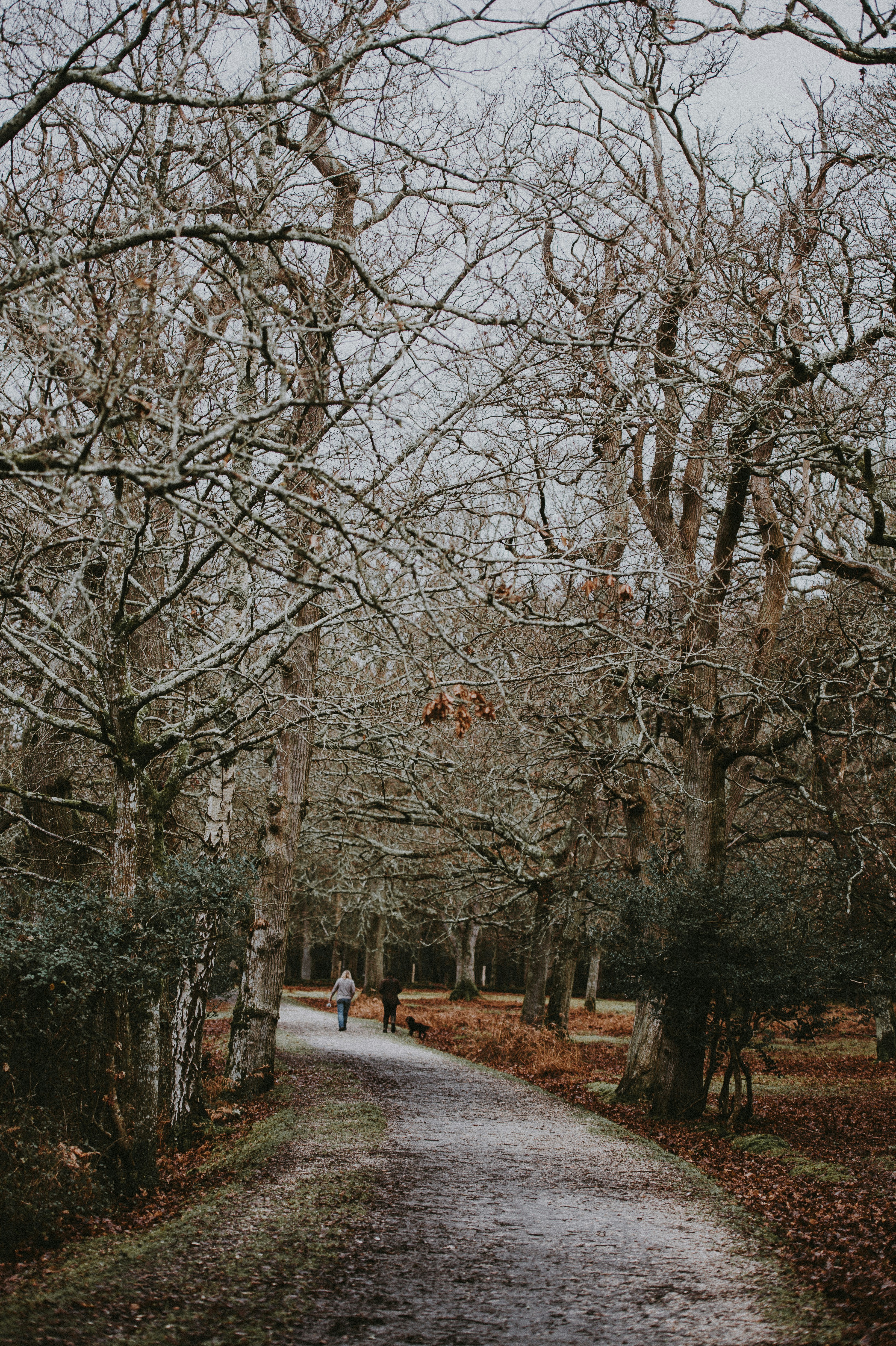 A person walks along a gravel path flanked by bare trees in a tranquil forest setting, accompanied by a dog. The scene evokes a sense of solitude and connection with nature.