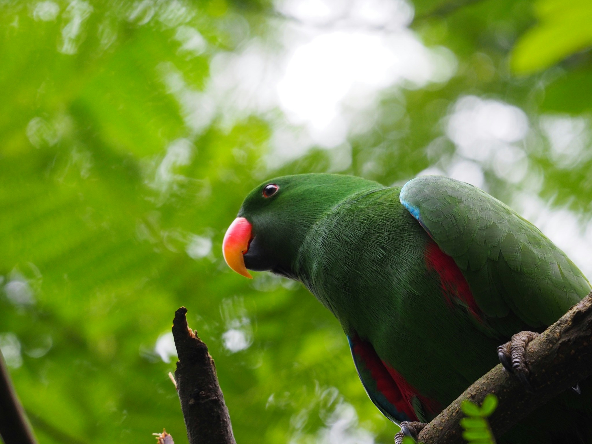 Vibrant green parrot perched on a branch, surrounded by lush foliage. The bird's striking beak and colorful plumage stand out against the blurred background.