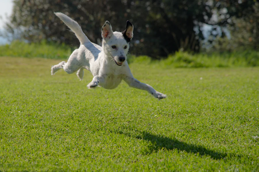 White dog with black ears leaping through a grassy field, legs stretched out and tail raised. Sunlit trees blur in the background.