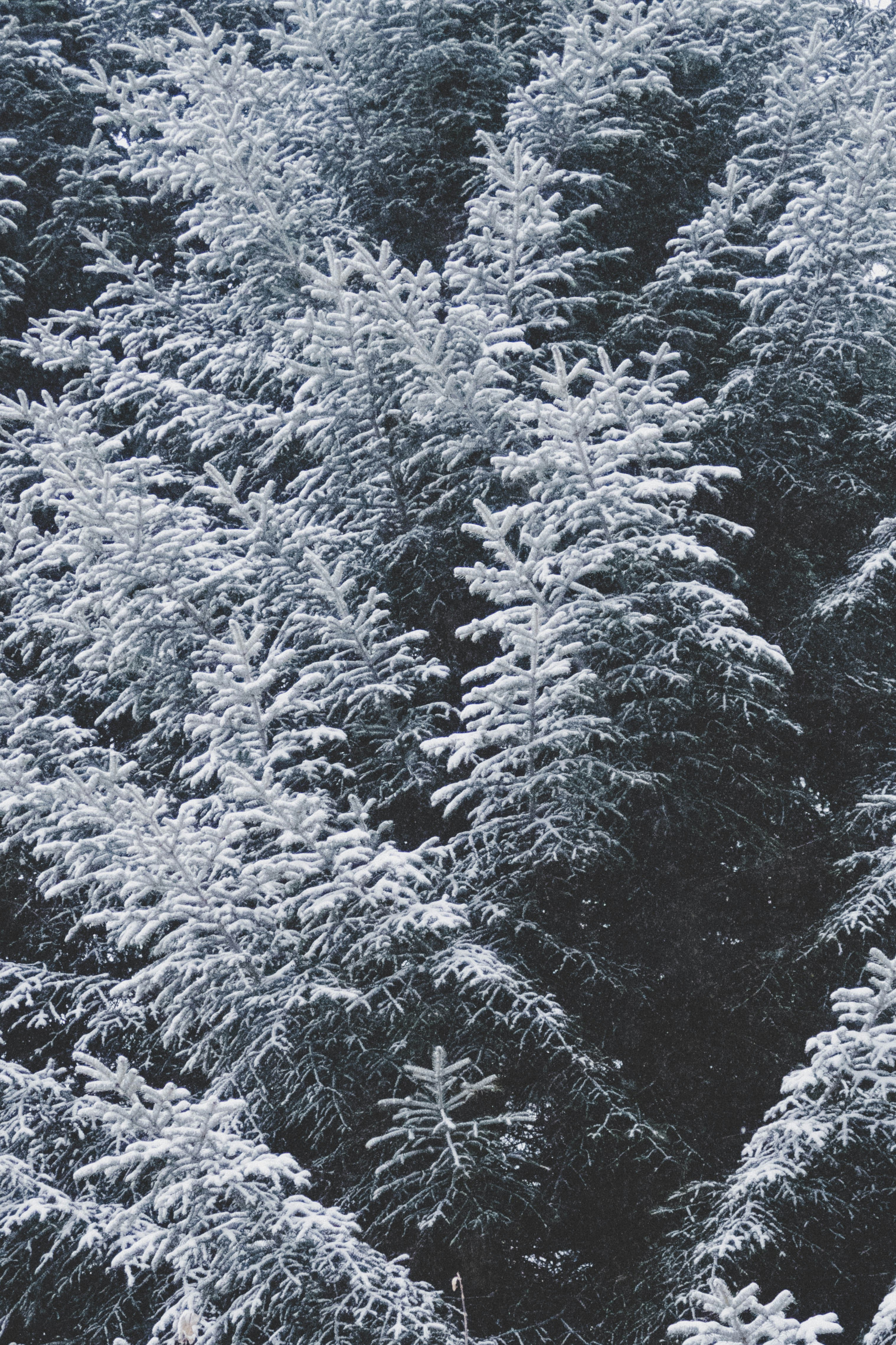 Winter Texture Pictures | Download Free Images on Unsplash
