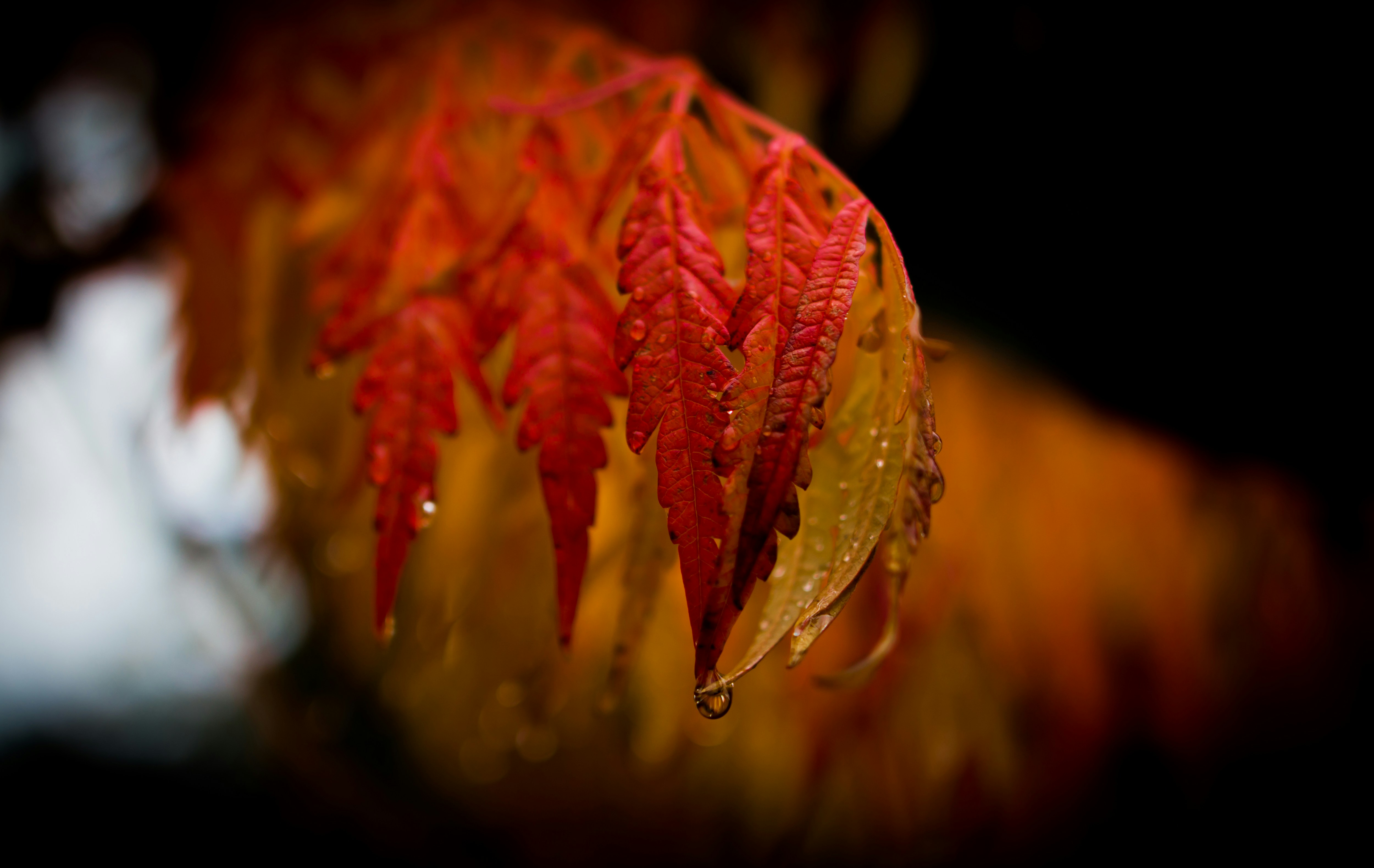 Close-up of vibrant red and orange leaves with raindrops against a dark background.